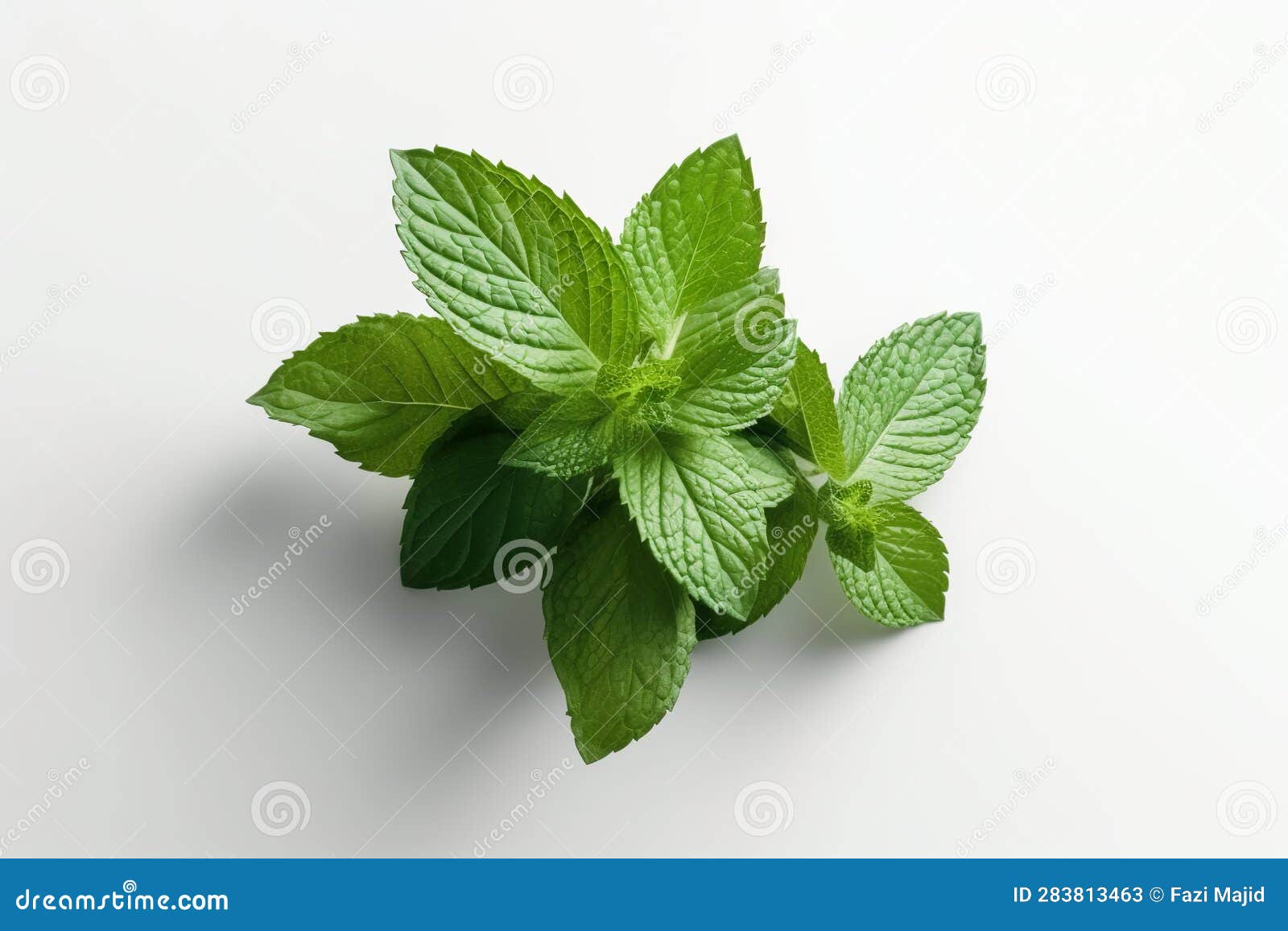 Fresh Mint Leaves with Real Transparent Shadow Isolated on White ...