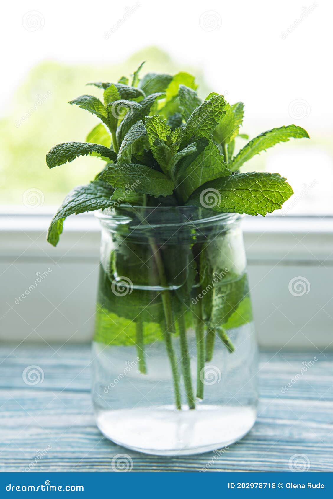 Fresh mint leaves stock photo. Image of glass, herbal - 202978718