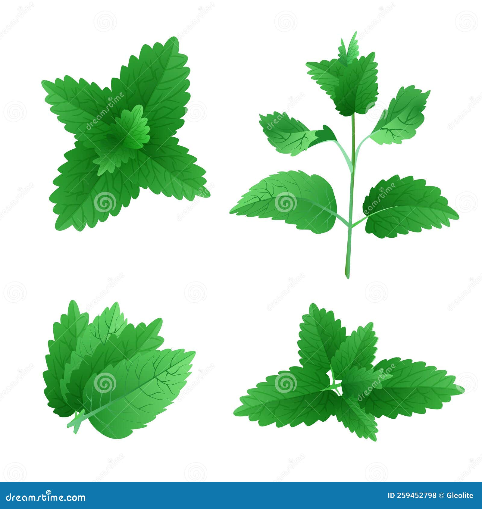 Fresh Mint Leaves. Vector Illustration. Stock Vector - Illustration of ...