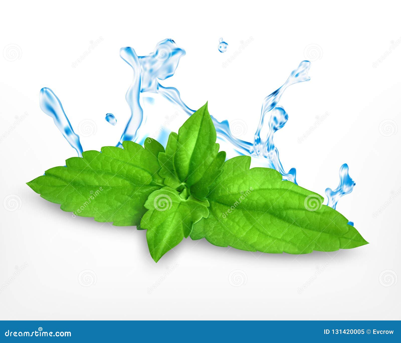 Fresh mint leaves stock vector. Illustration of flora - 131420005