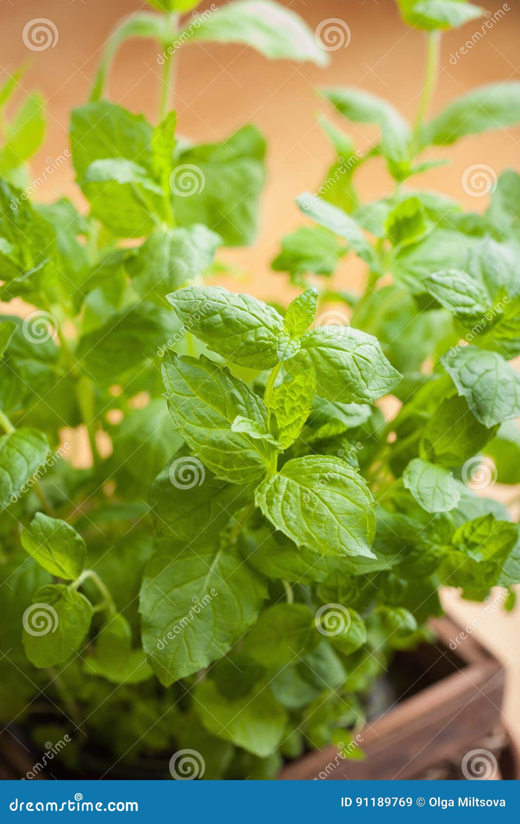 Fresh Mint Peppermint Herb in a Pot Stock Image - Image of plant ...