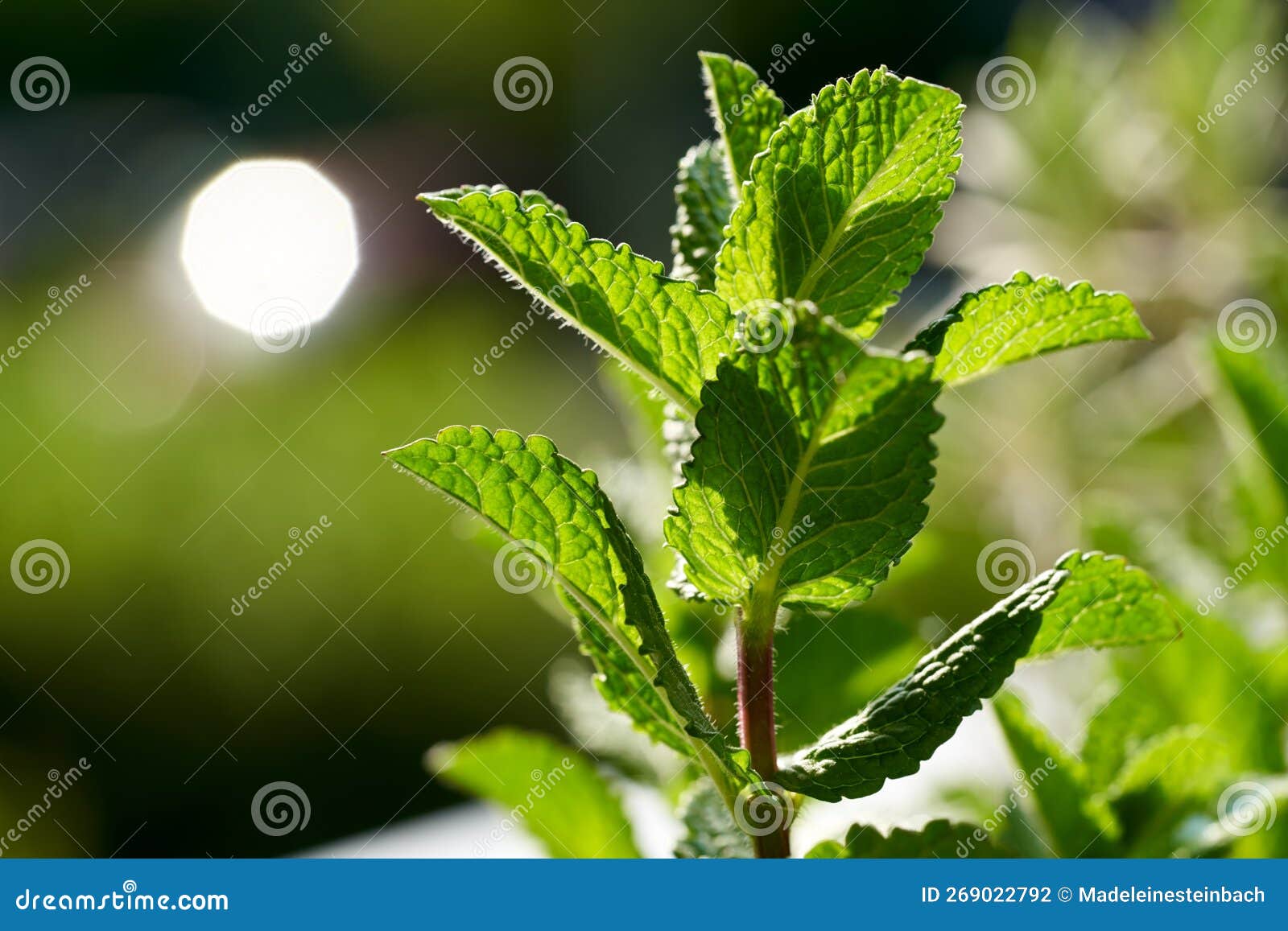 Fresh Mint Plant Growing Outdoors, Closeup Stock Photo - Image of piperita, bokeh: 269022792