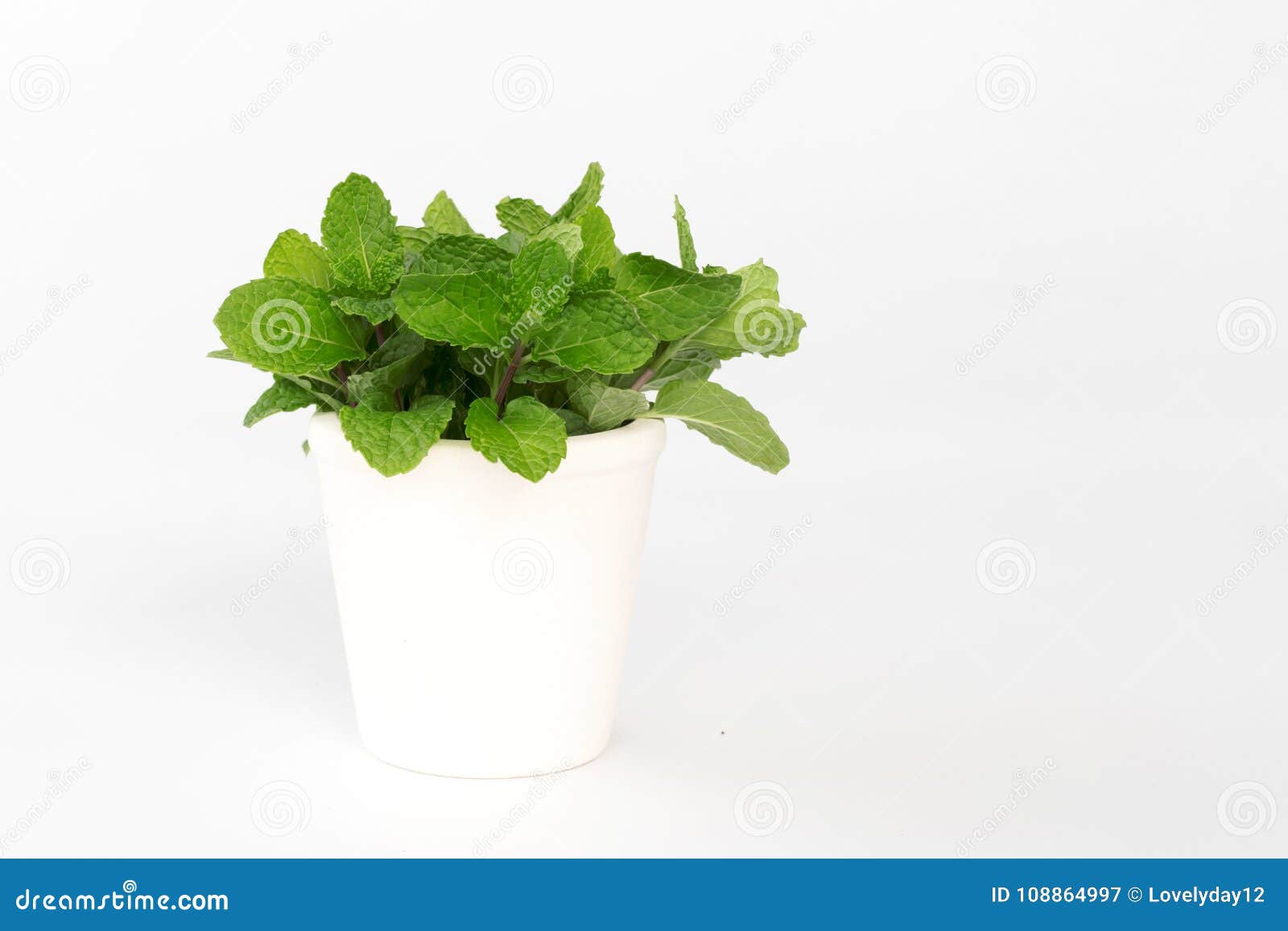 Fresh Mint Plant in Pot Isolate on White Stock Image - Image of natural ...