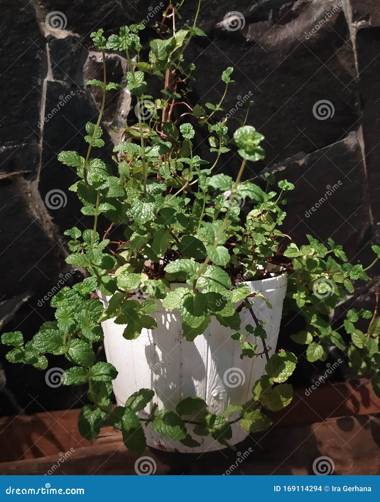 Fresh mint on the pot stock photo. Image of green, white - 169114294