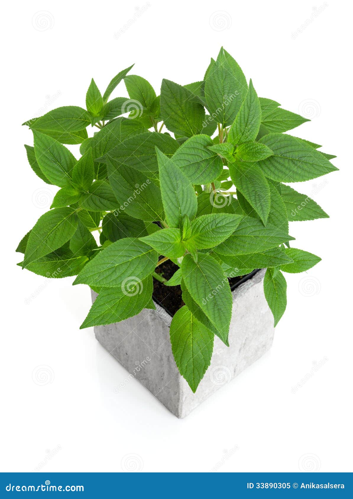 Fresh mint in a pot stock image. Image of colour, natural - 33890305
