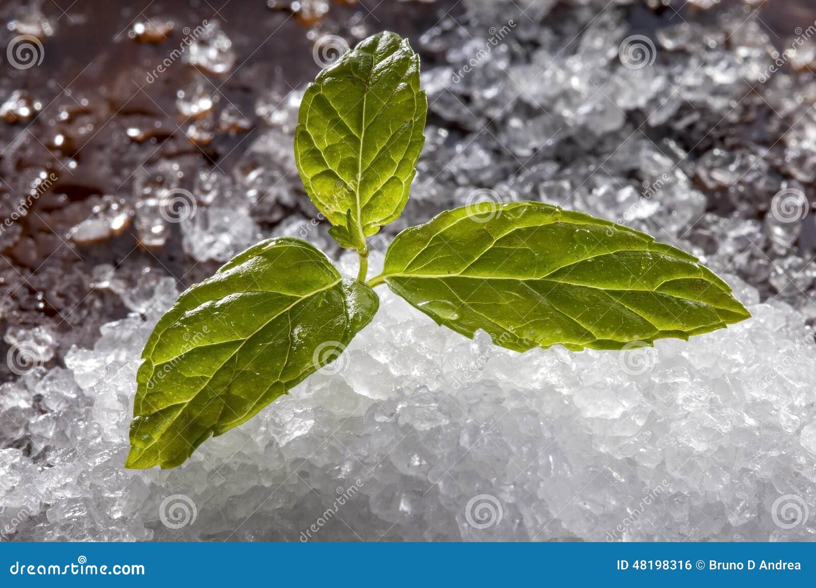 Fresh mint and salt stock photo. Image of fresh, salt - 48198316
