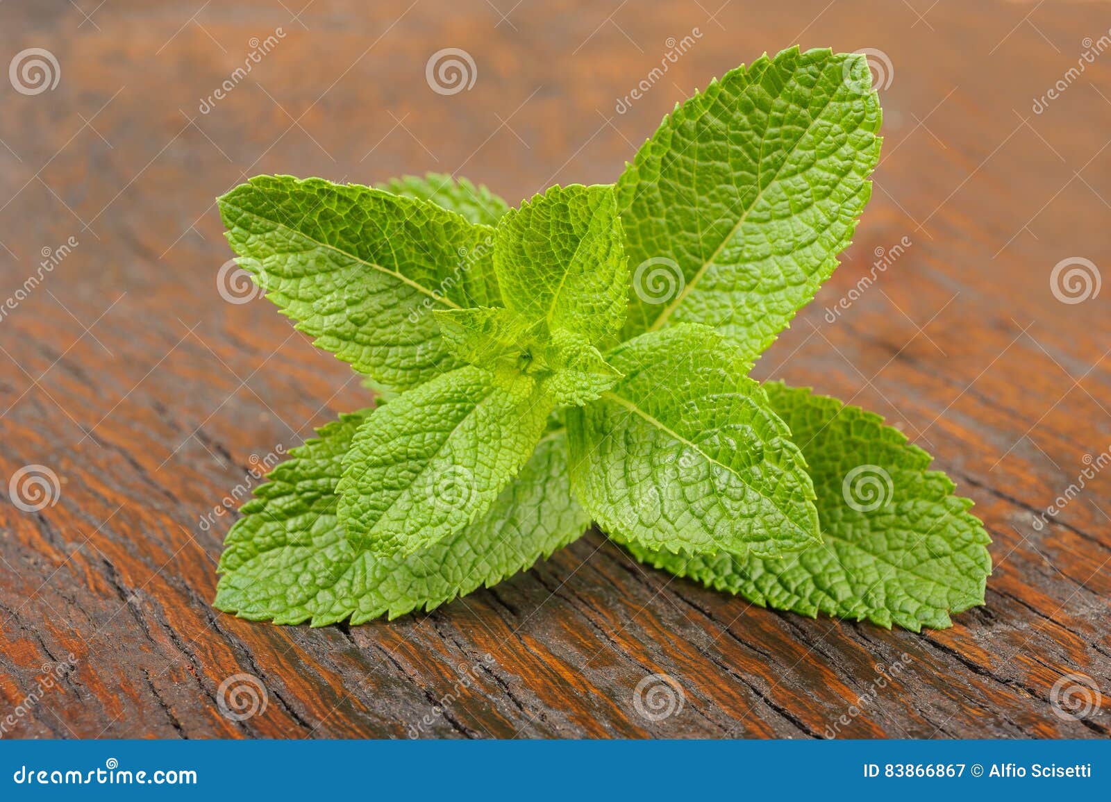 Fresh mint sprig stock image. Image of bunch, natural - 83866867