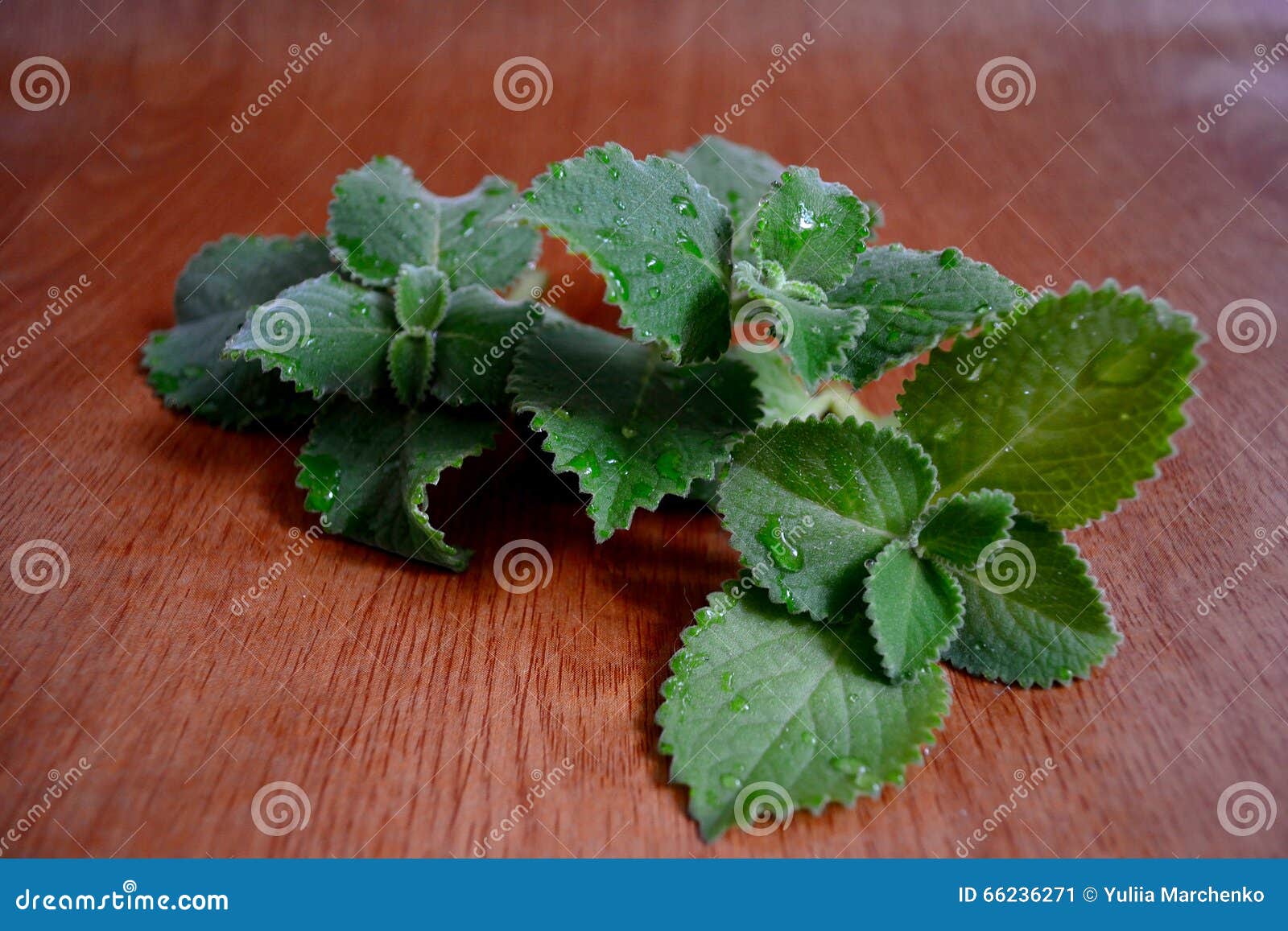 Fresh mint stock image. Image of drops, herbs, beverage - 66236271