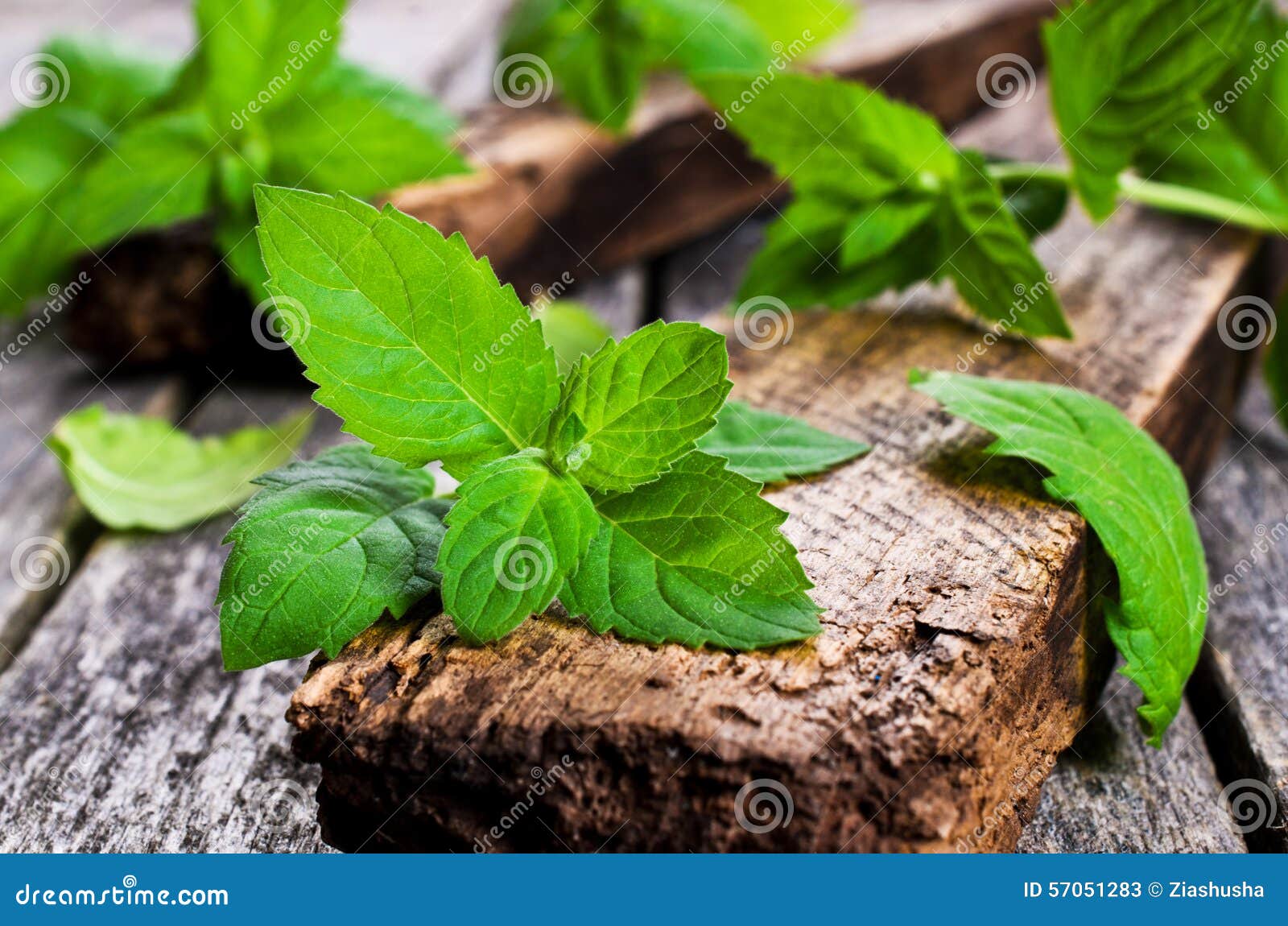 Fresh mint stock image. Image of cooking, background - 57051283