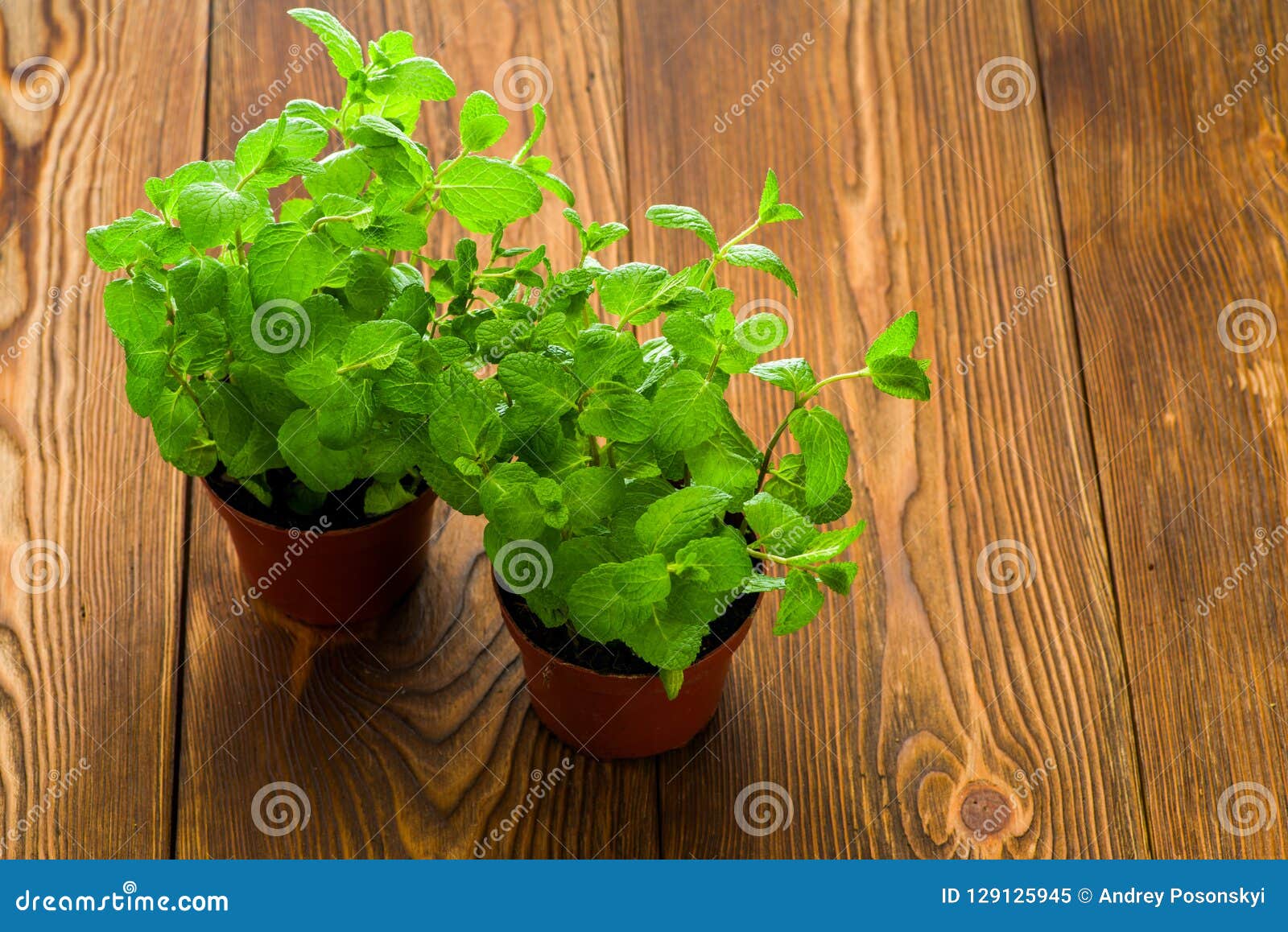 Fresh Mint on the Table in Pots Stock Image - Image of freshness ...