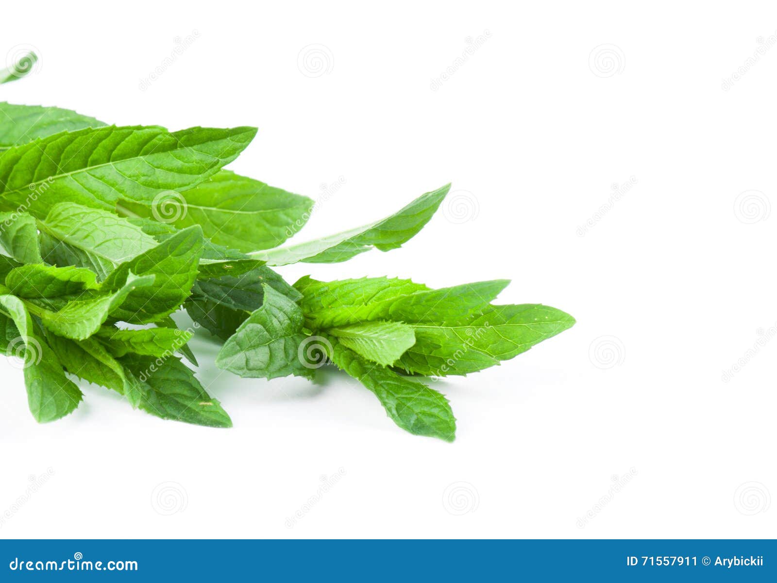 Fresh mint on a white stock image. Image of flavor, healthy - 71557911