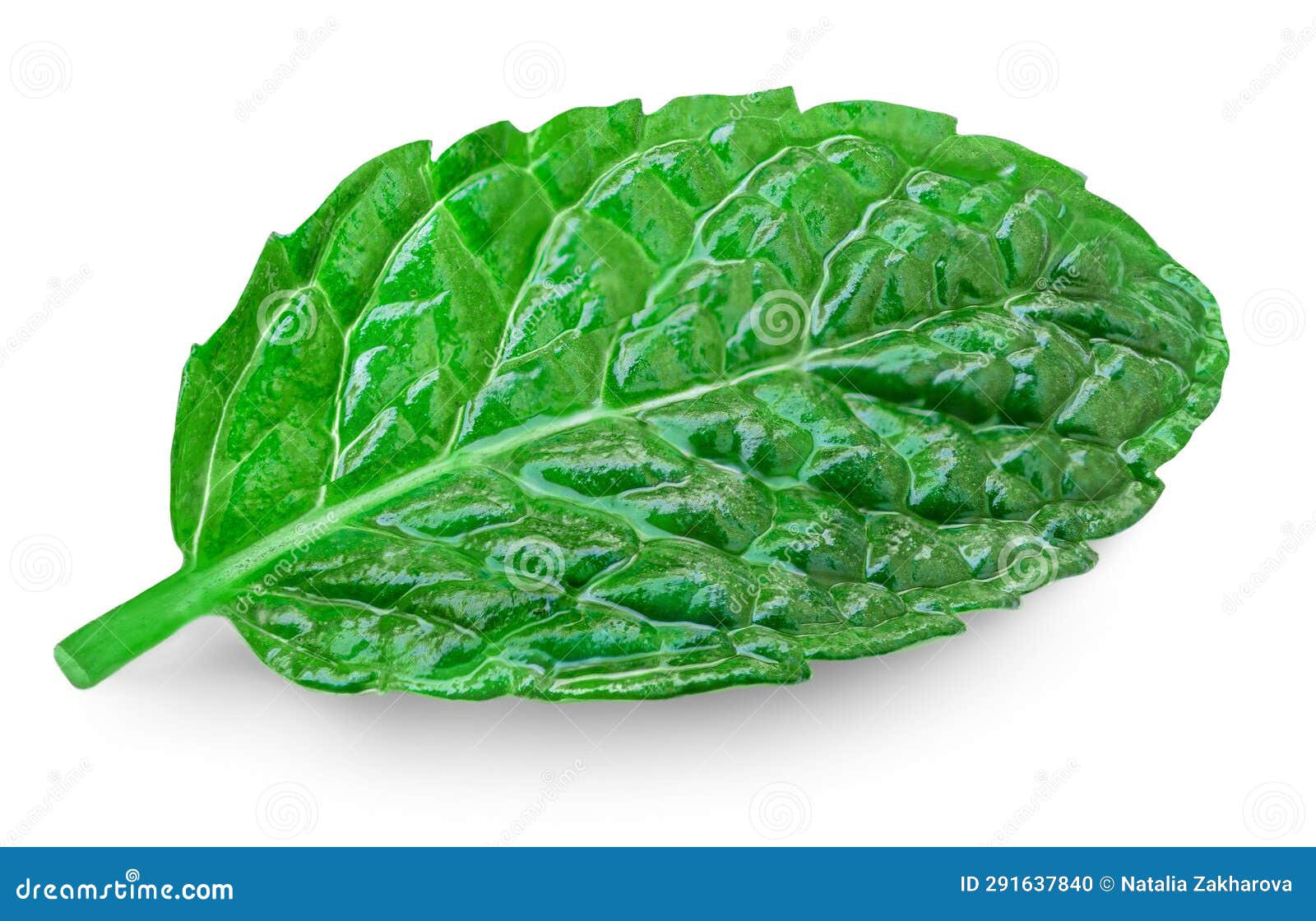 Fresh Mint on White Background. Mint Leaves Isolated Stock Photo ...