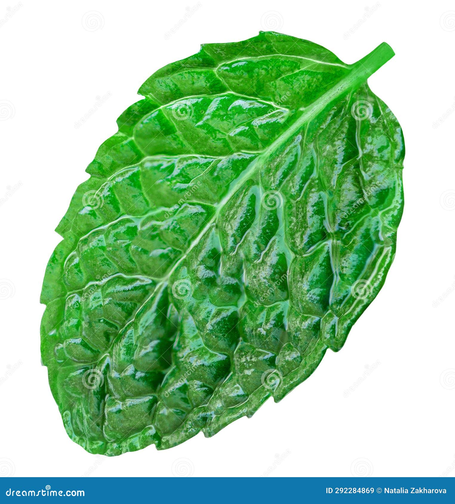 Fresh Mint on White Background. Mint Leaves Isolated Stock Image ...