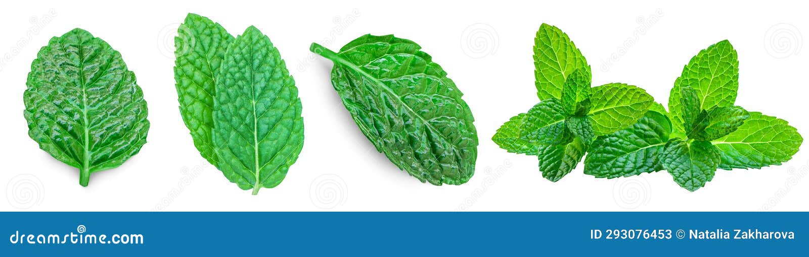 Fresh Mint on White Background. Mint Leaves Isolated Stock Image ...