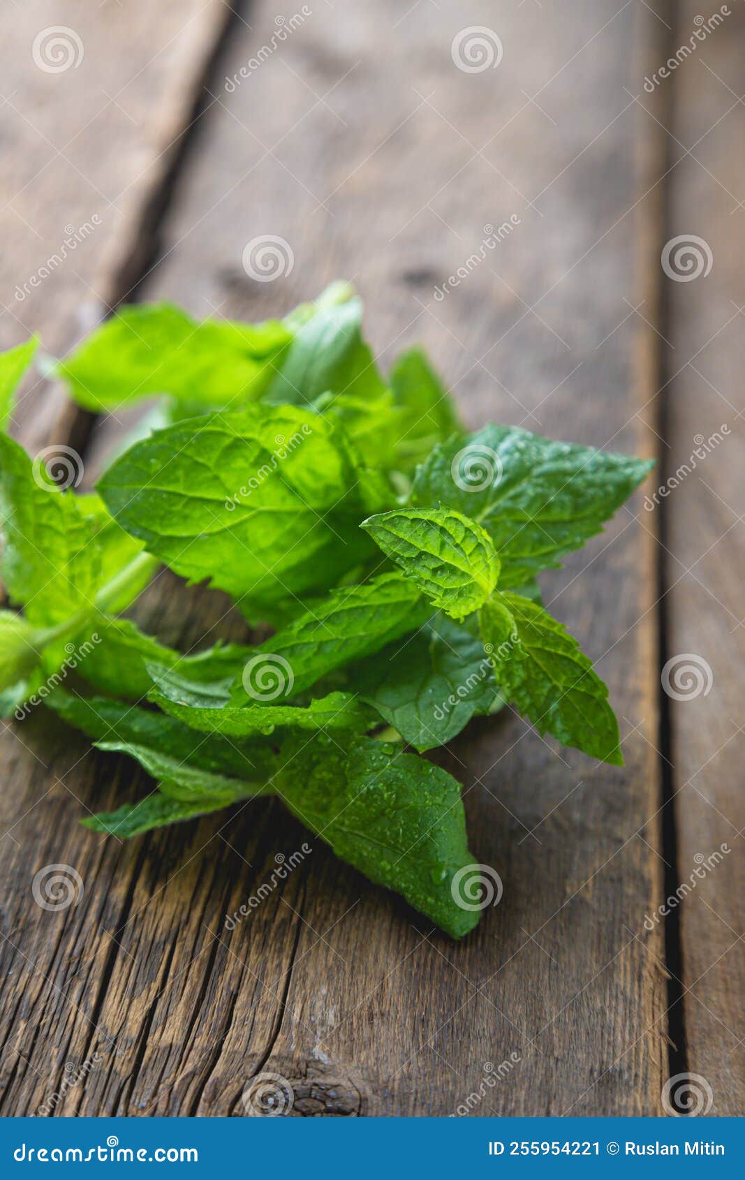 Fresh Mint on a Wooden Table Stock Image - Image of farm, fresh: 255954221