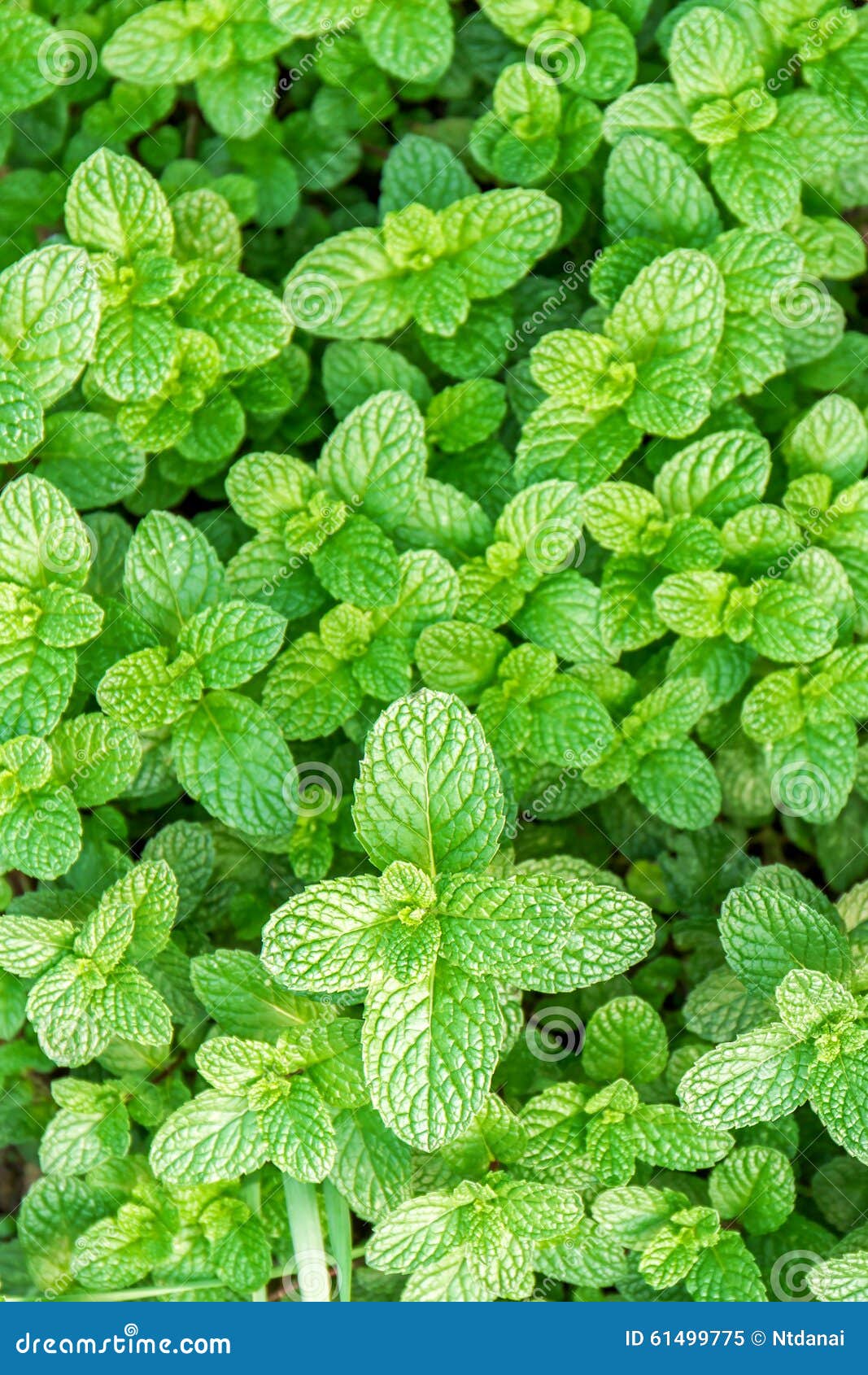 Fresh mints stock image. Image of peppermint, seed, fragrant - 61499775
