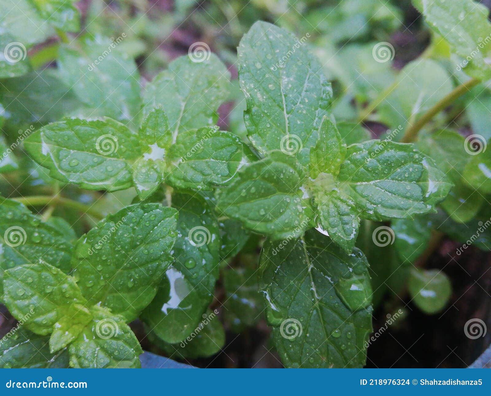 Fresh Mints in Morning Time Stock Photo - Image of leaves, mints: 218976324