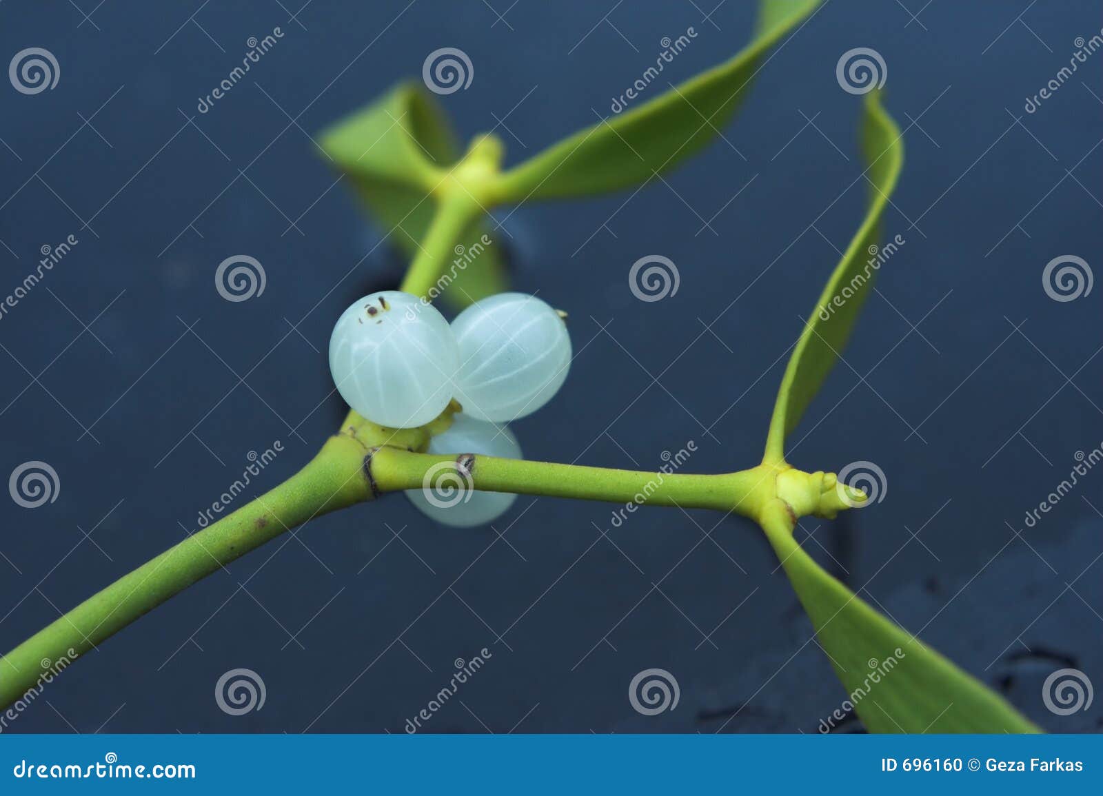 Fresh mistletoe stock photo. Image of greet, traditional - 696160