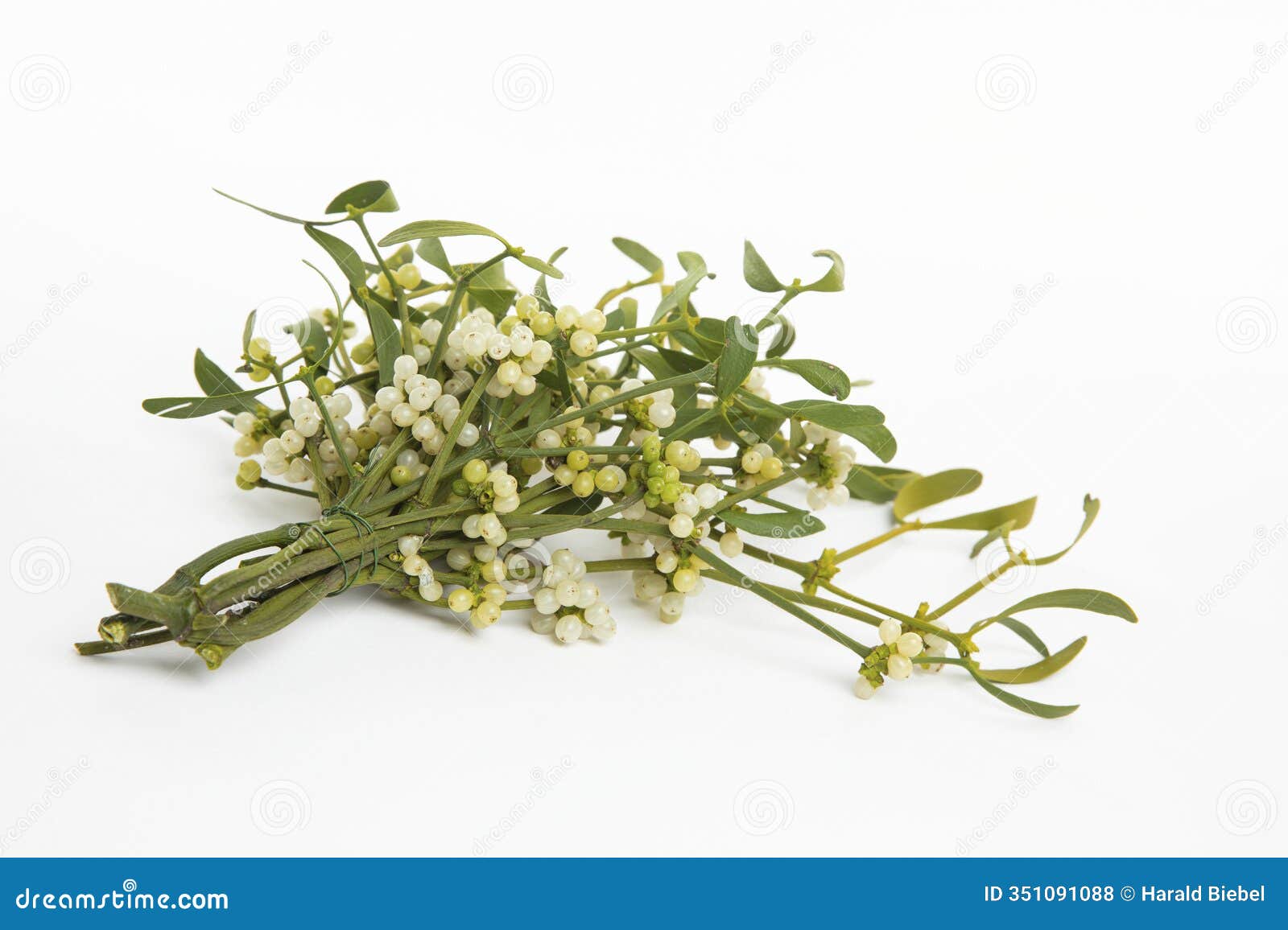 Mistletoe, Lying on a White Background Stock Photo - Image of medicine ...
