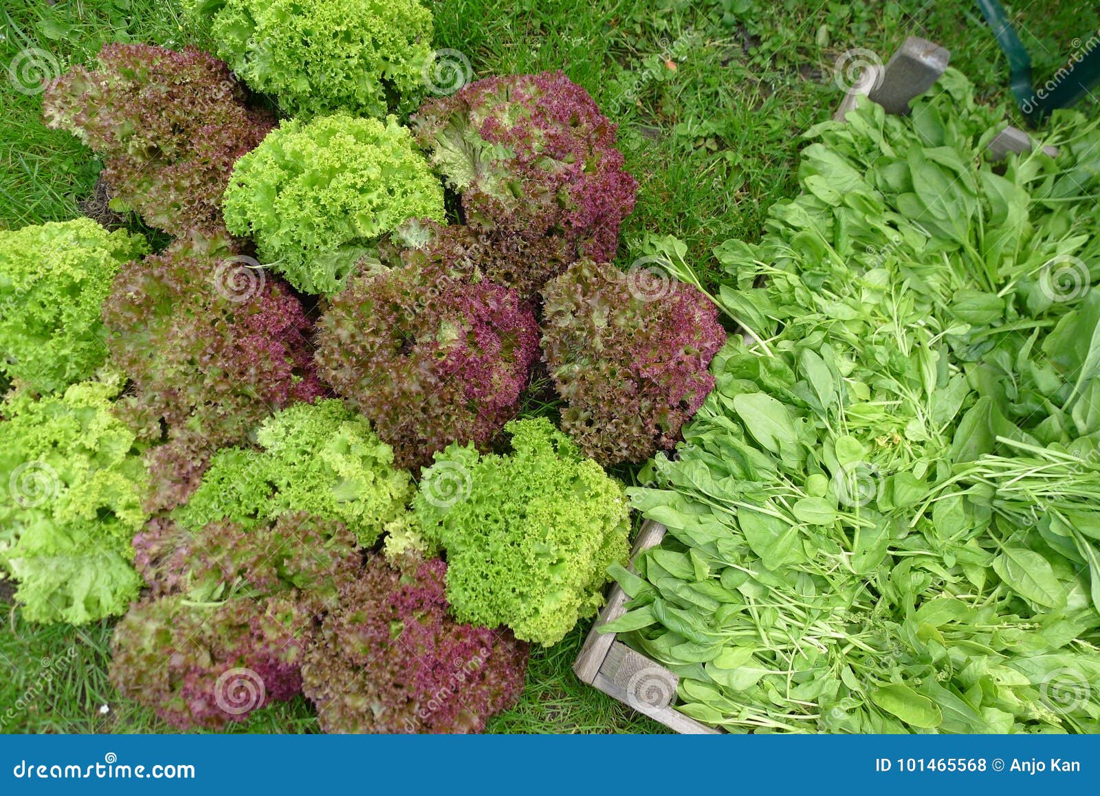 Fresh mixed lettuce stock photo. Image of health, ingredient - 101465568