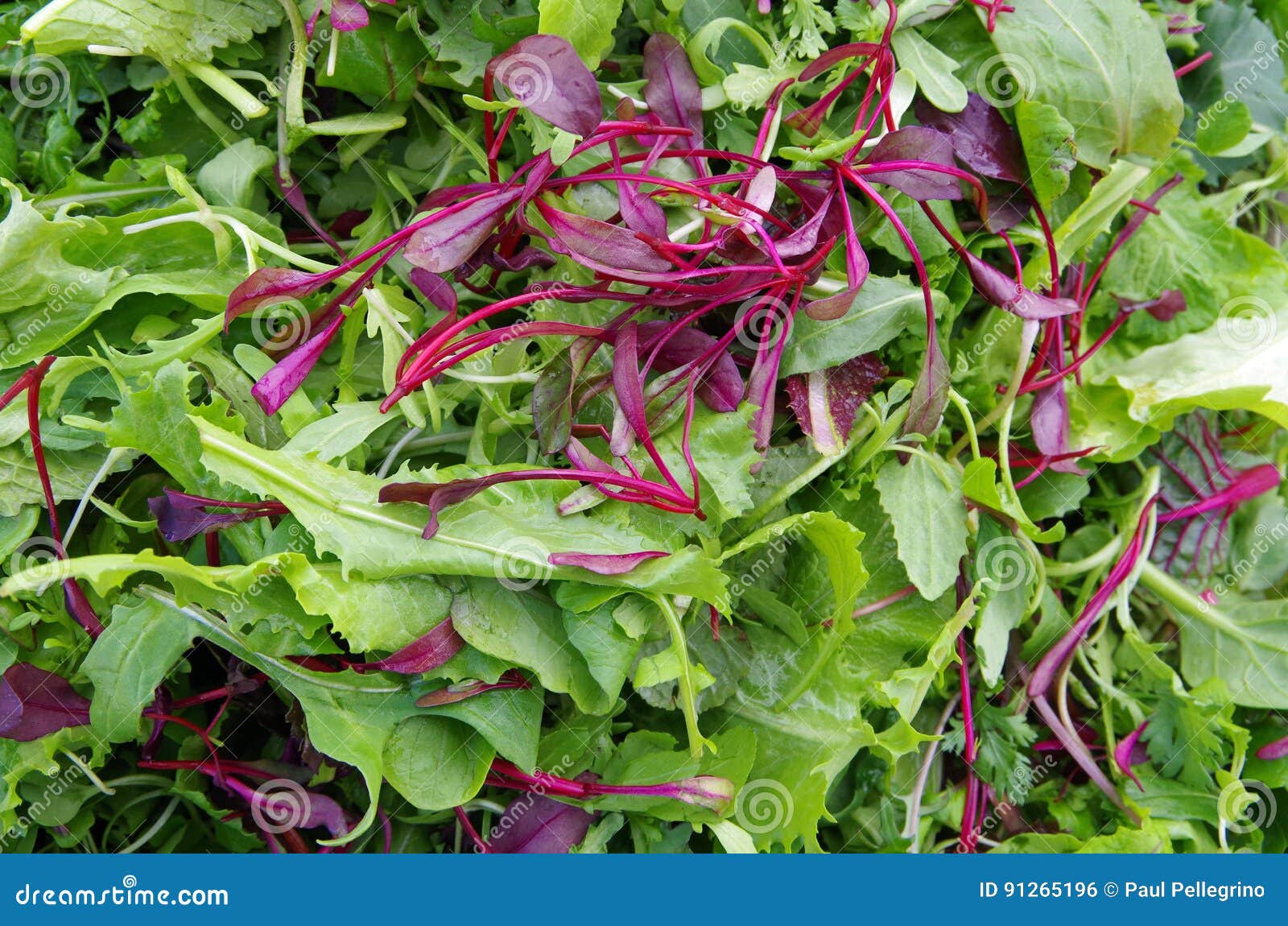 Fresh Mixed Salad Field Greens Stock Photo - Image of ingredient ...