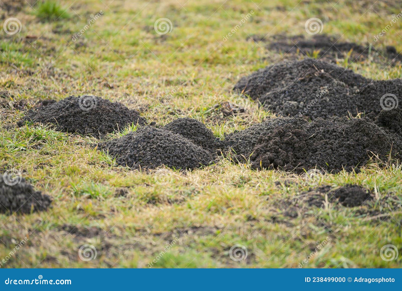 Mole Mounds On The Lawn. Soil Mounds Indicate The Presence Of The ...