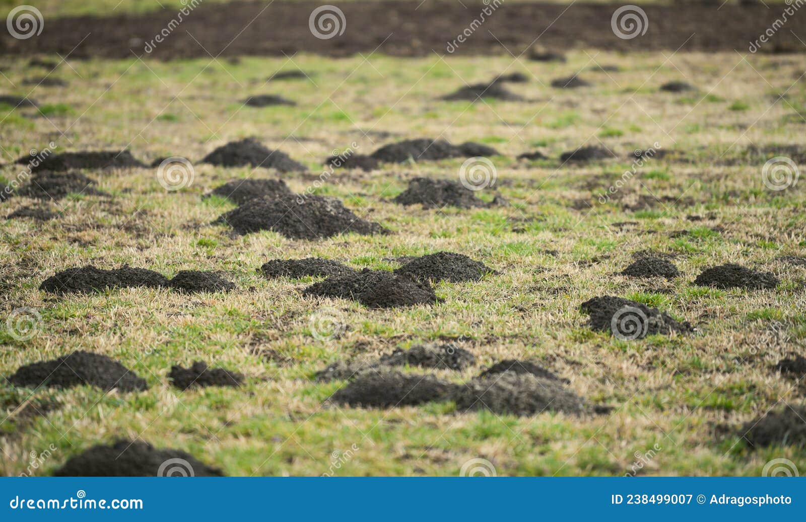 Fresh Mole Mounds Called Molehills on the Lawn in the Backyard Stock ...