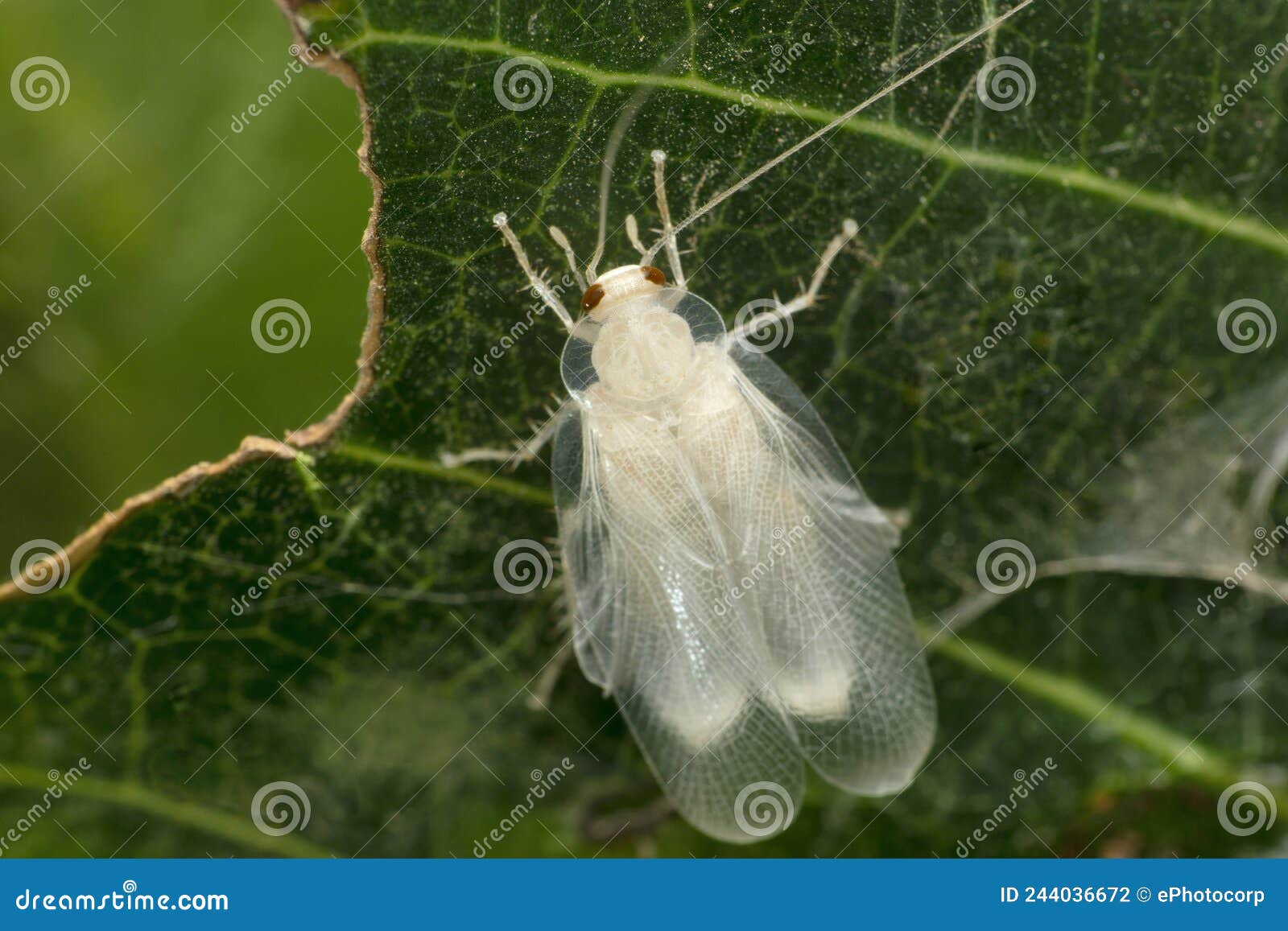Loboptera Decipiens. Small, Black European Cockroaches, Roaches. With ...