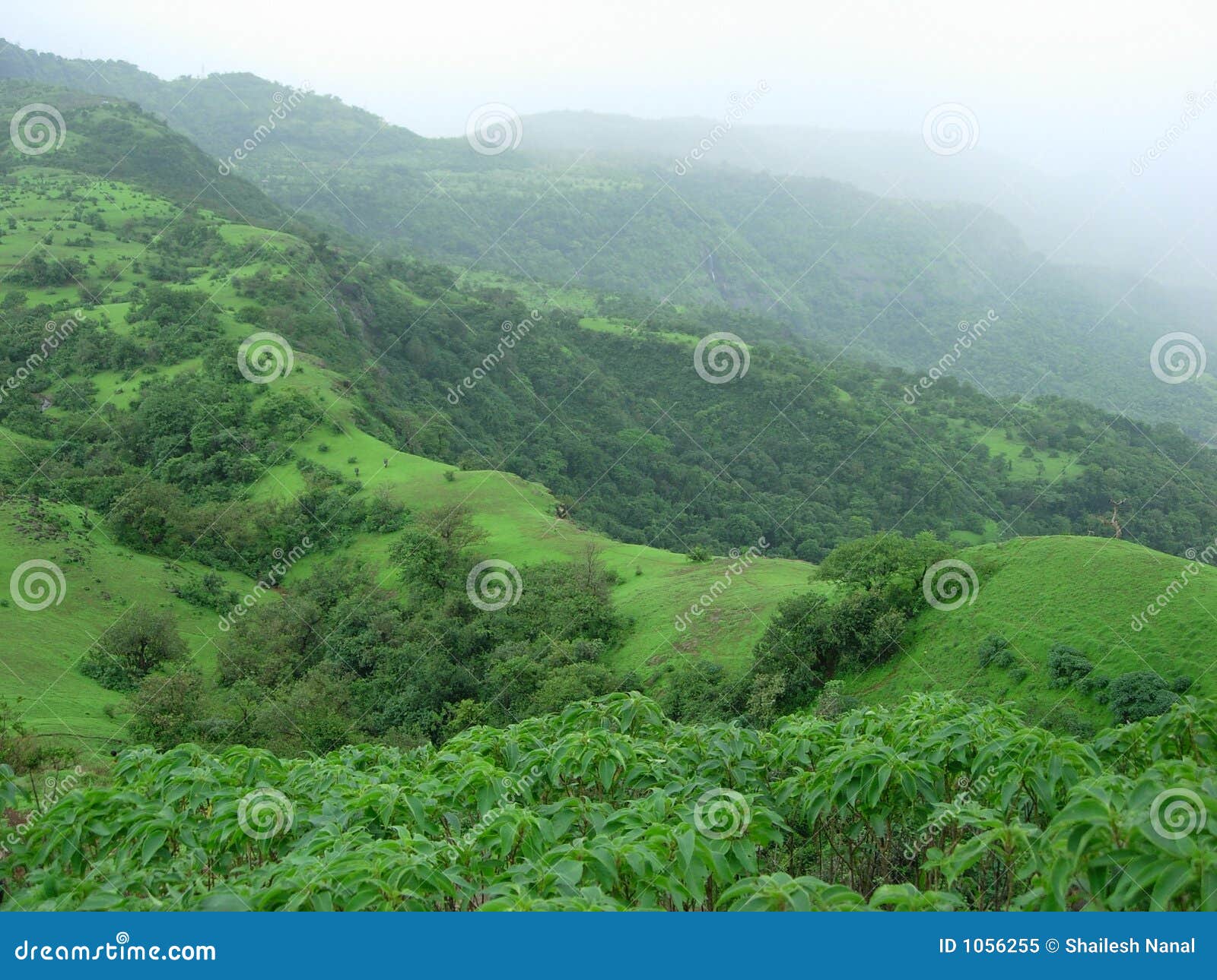 Fresh Monsoon Landscape stock image. Image of exotic, debonair - 1056255
