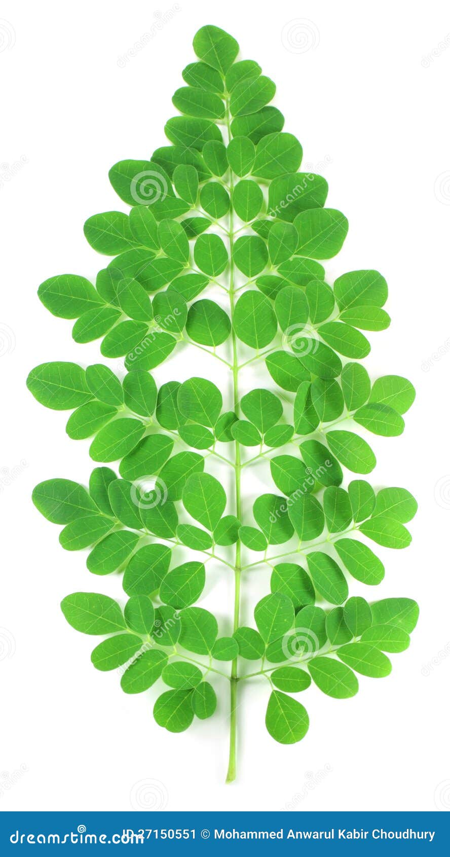 Fresh moringa leaves stock image. Image of malungay, food - 27150551