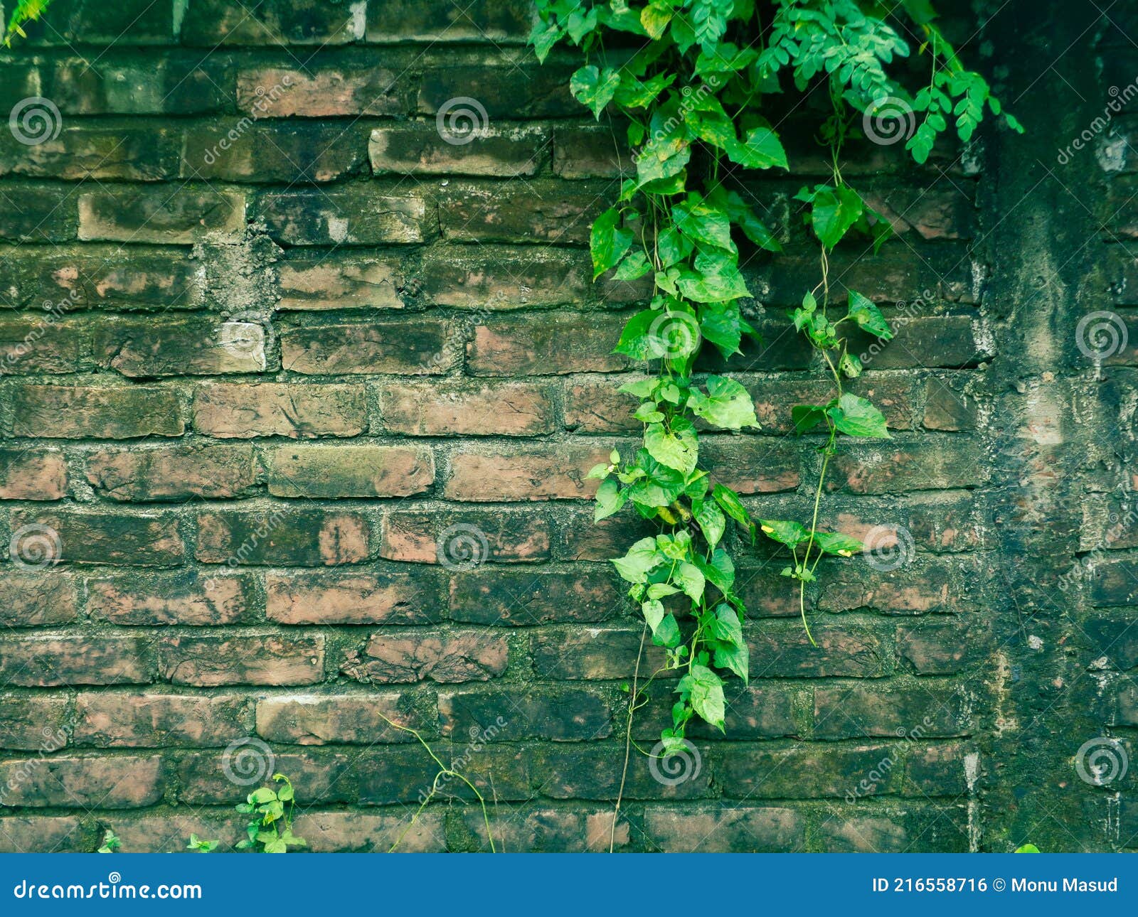 Fresh Moringa Leaves. Brick Walls are Covered with Leaves of Sajna Tree ...