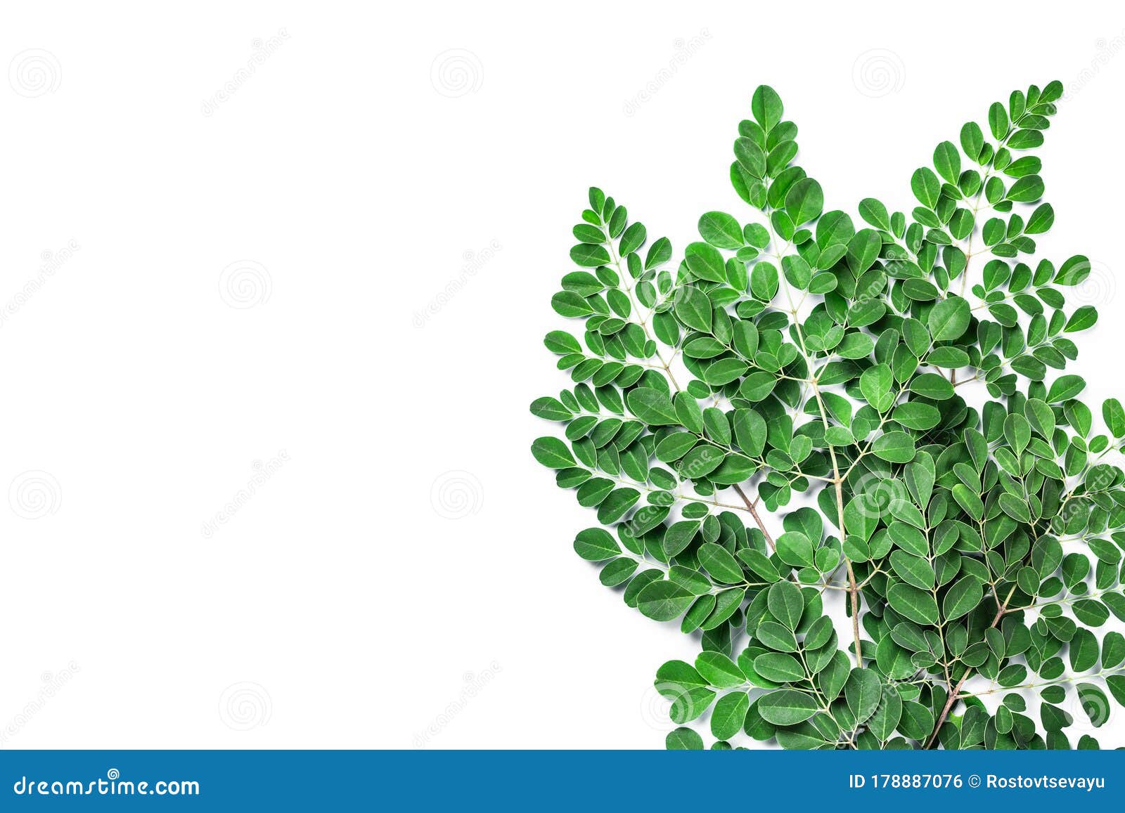 Fresh Moringa Leaves Moringa Oleifera Isolated on White Background with ...