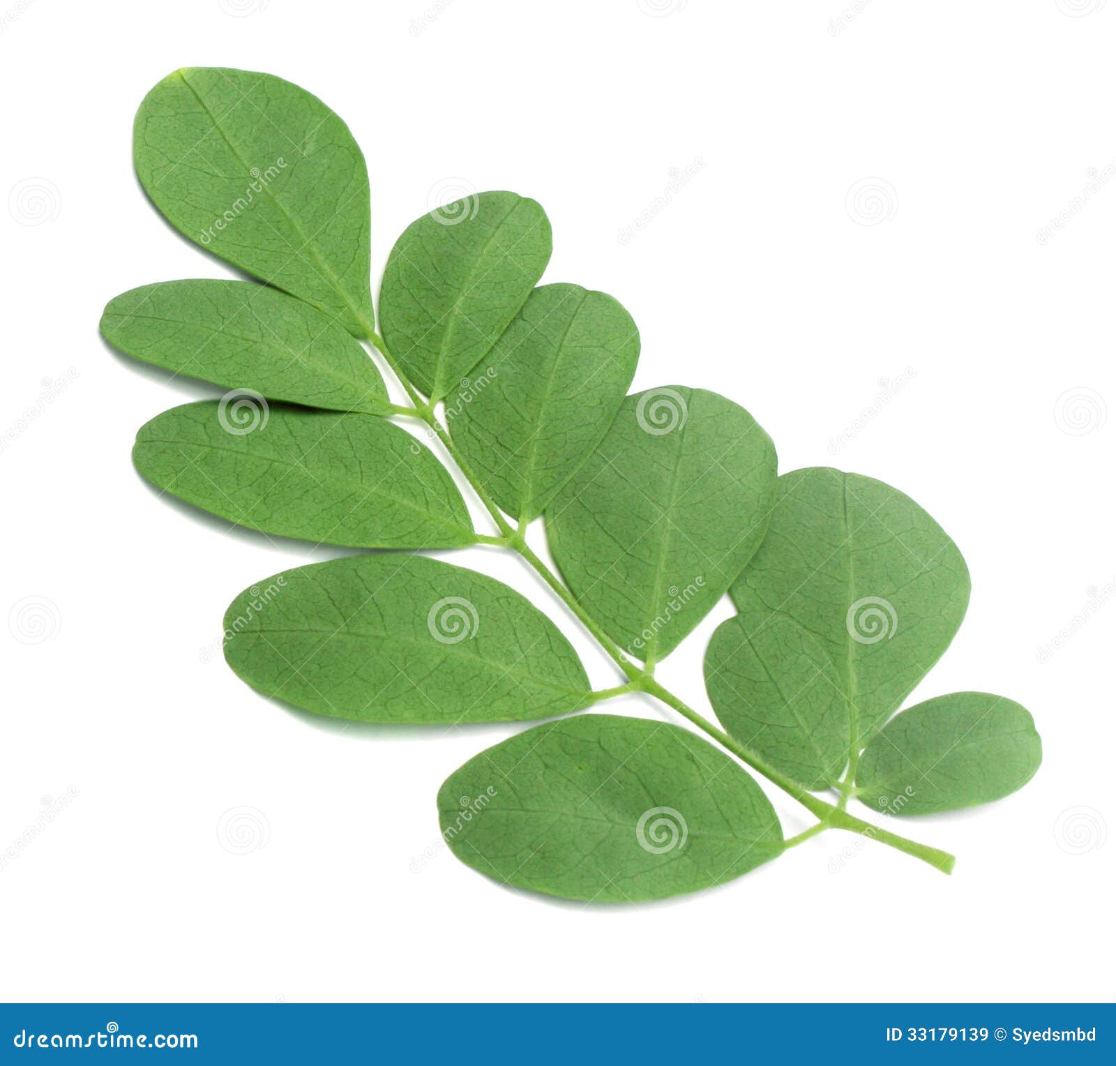 Fresh moringa leaves stock image. Image of lush, healthy - 33179139