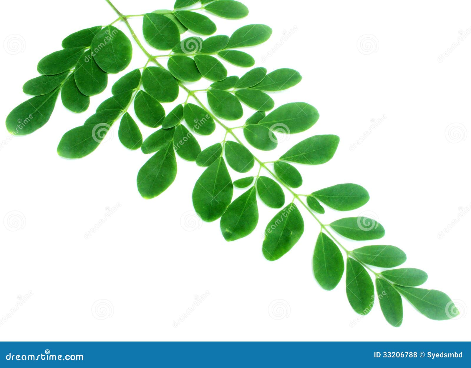 Fresh moringa leaves stock photo. Image of mulangay, medicine - 33206788