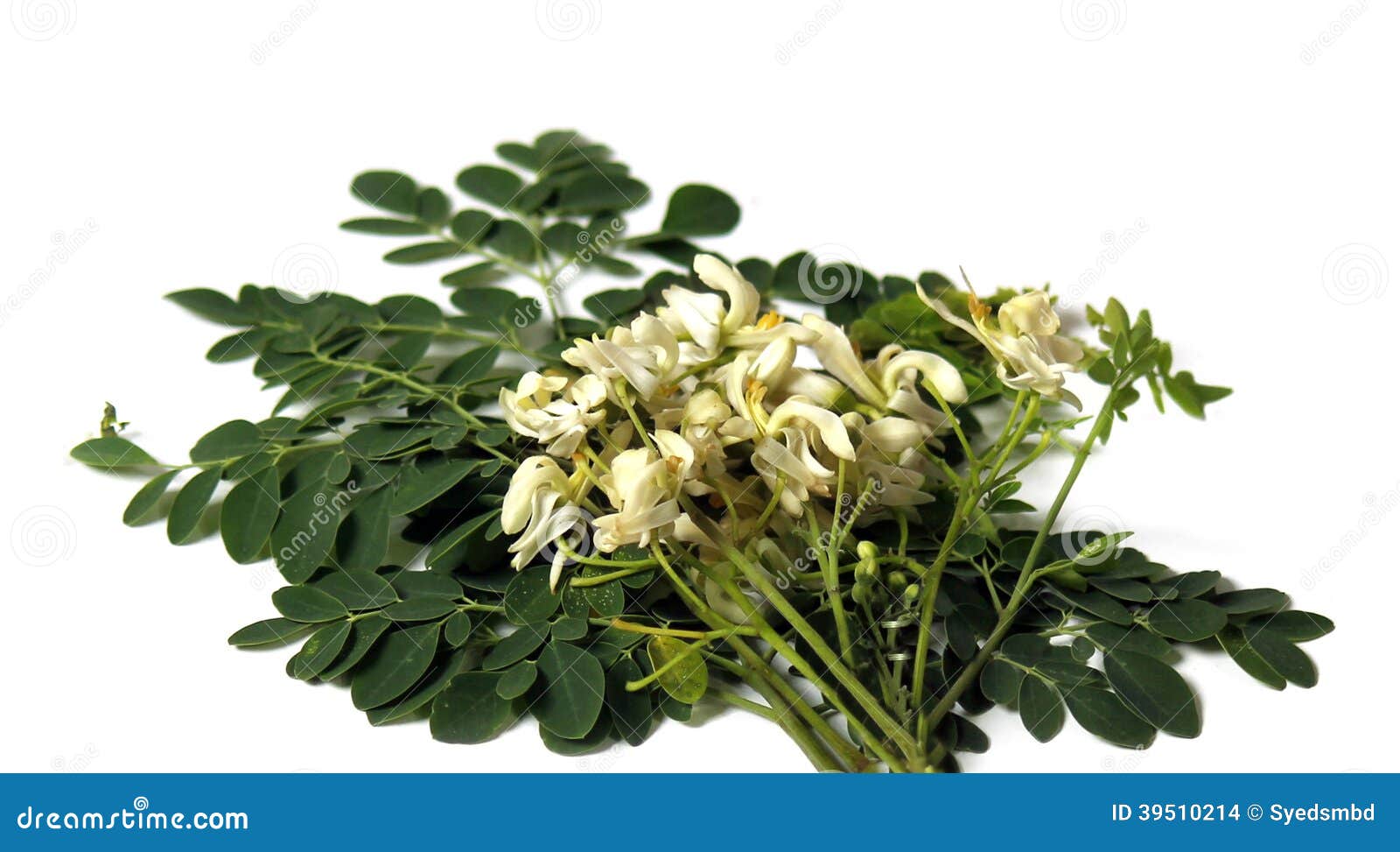 Fresh moringa leaves stock photo. Image of floral, malunggay - 39510214