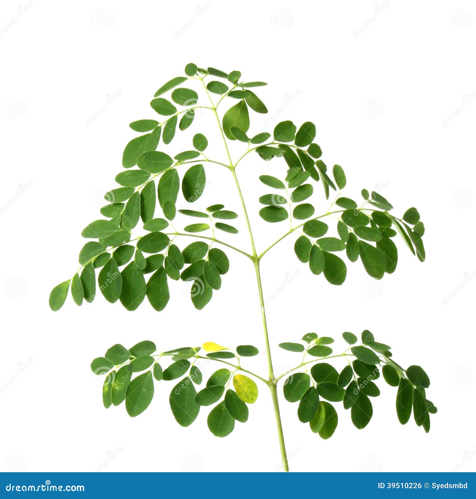 Fresh Moringa Drumstick Tree With Leaves Isolated On White Royalty-Free ...