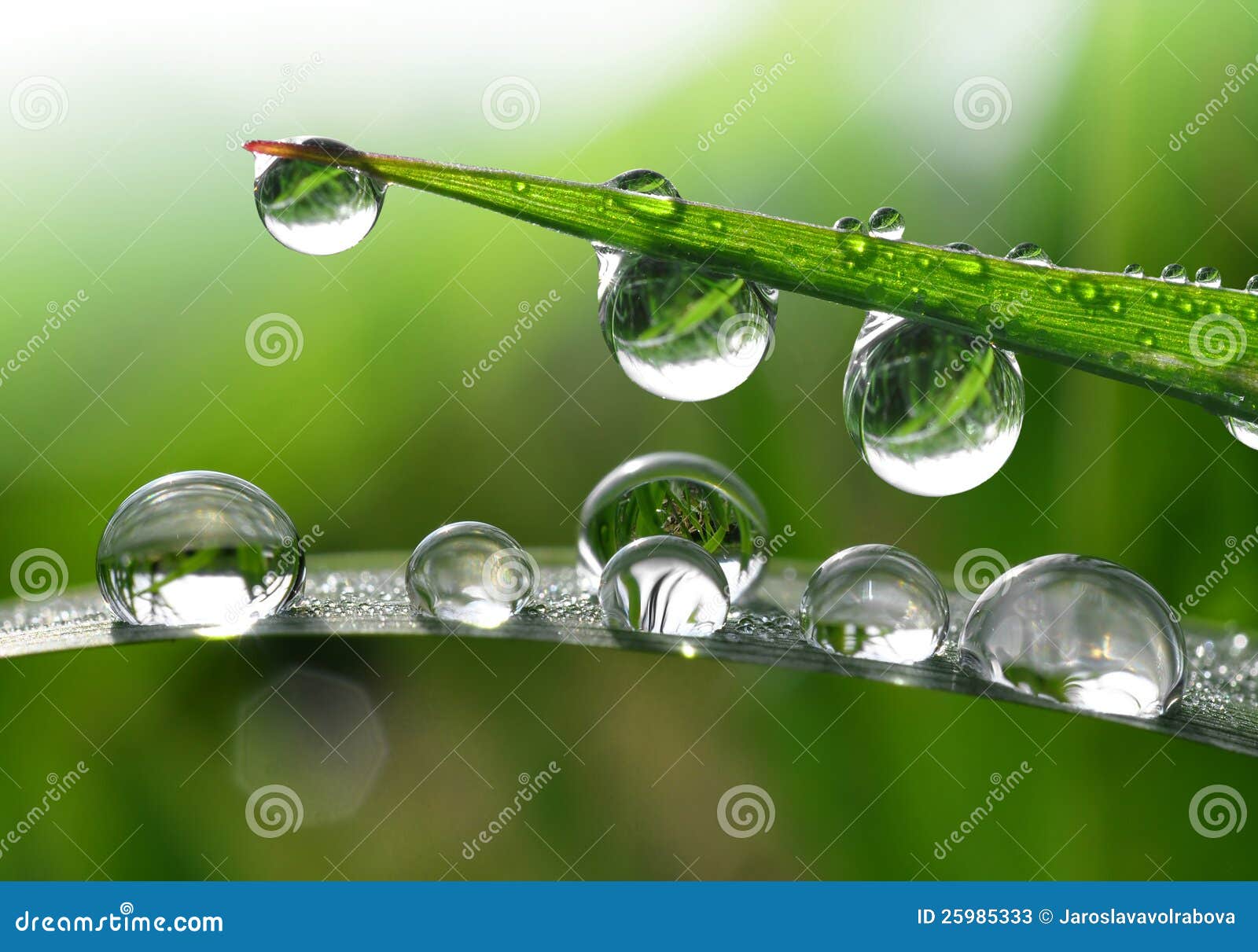 Fresh morning dew stock image. Image of clear, liquid - 25985333