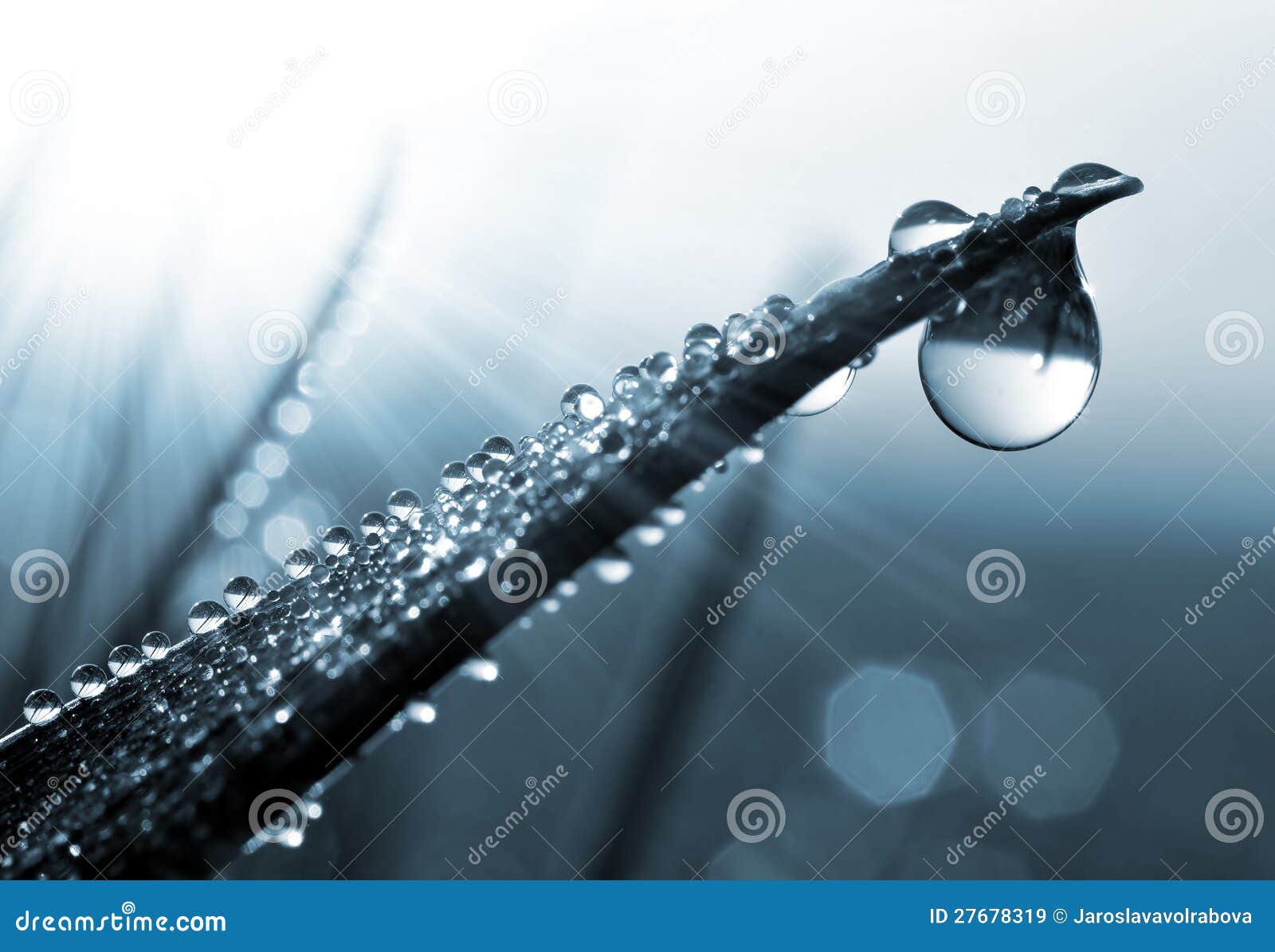 Fresh morning dew drops stock image. Image of detail - 27678319