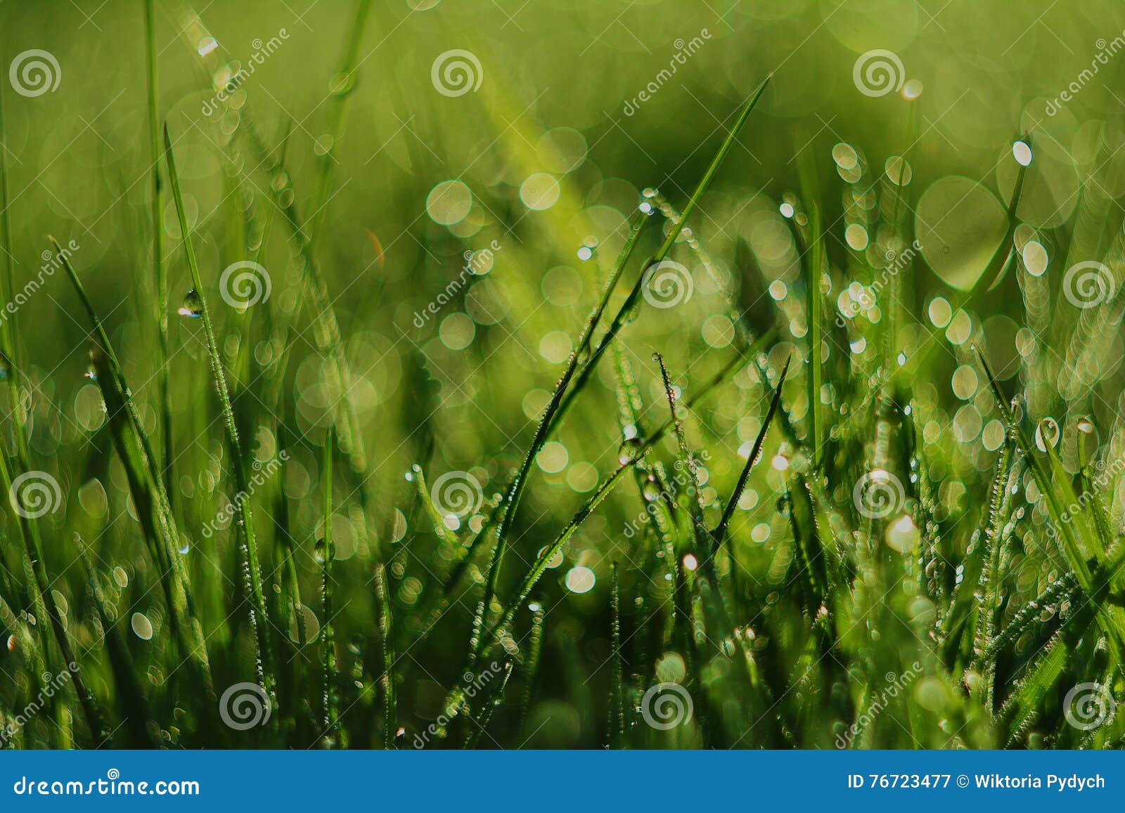 Fresh morning dew in grass stock image. Image of drops - 76723477