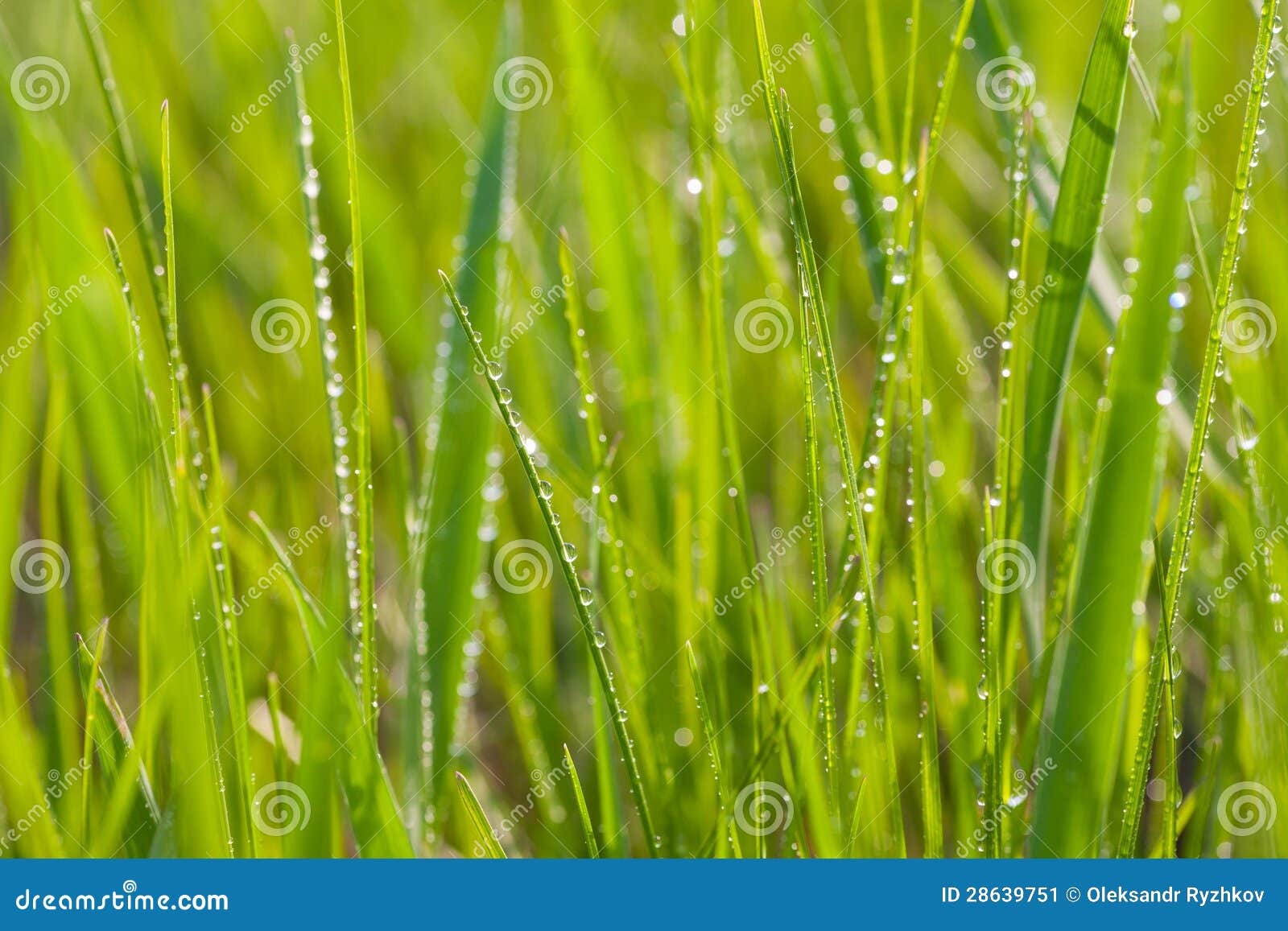 Fresh Morning Dew on Spring Grass. Stock Image - Image of botany ...