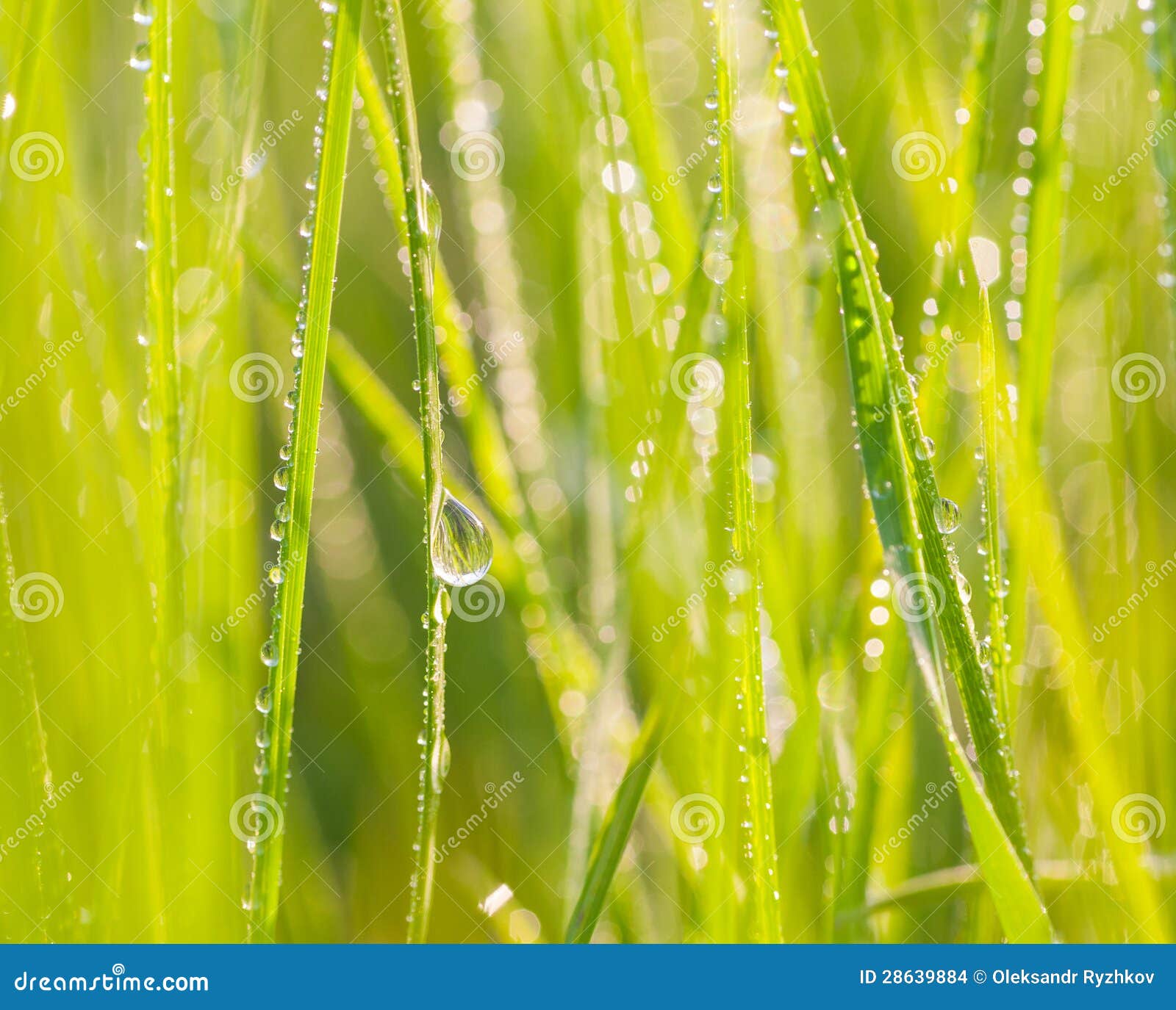 Fresh Morning Dew On Spring Grass. Stock Images - Image: 28639884