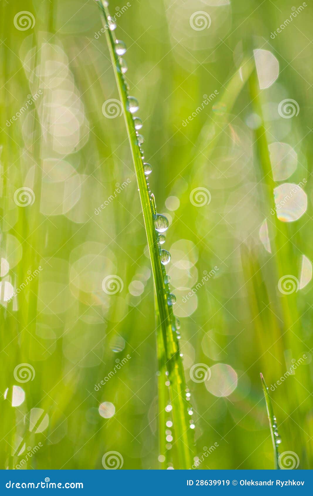 Fresh Morning Dew on Spring Grass. Stock Image - Image of natural ...