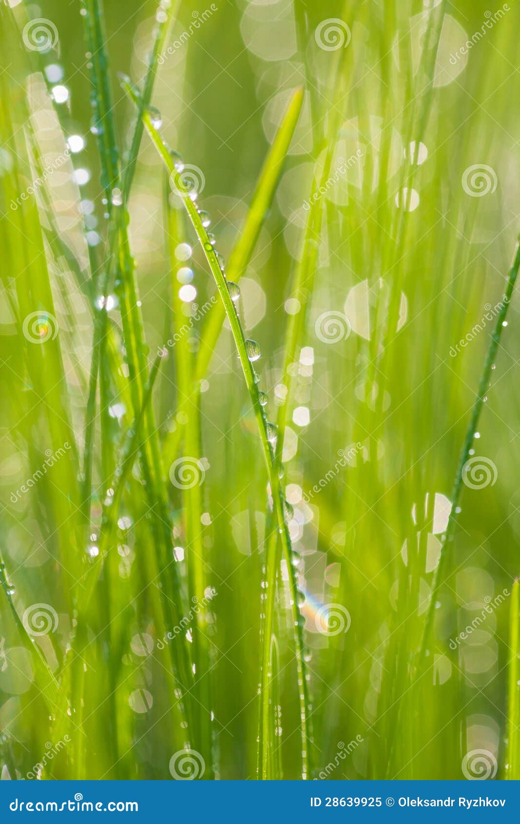 Fresh Morning Dew on Spring Grass. Stock Image - Image of grassland ...