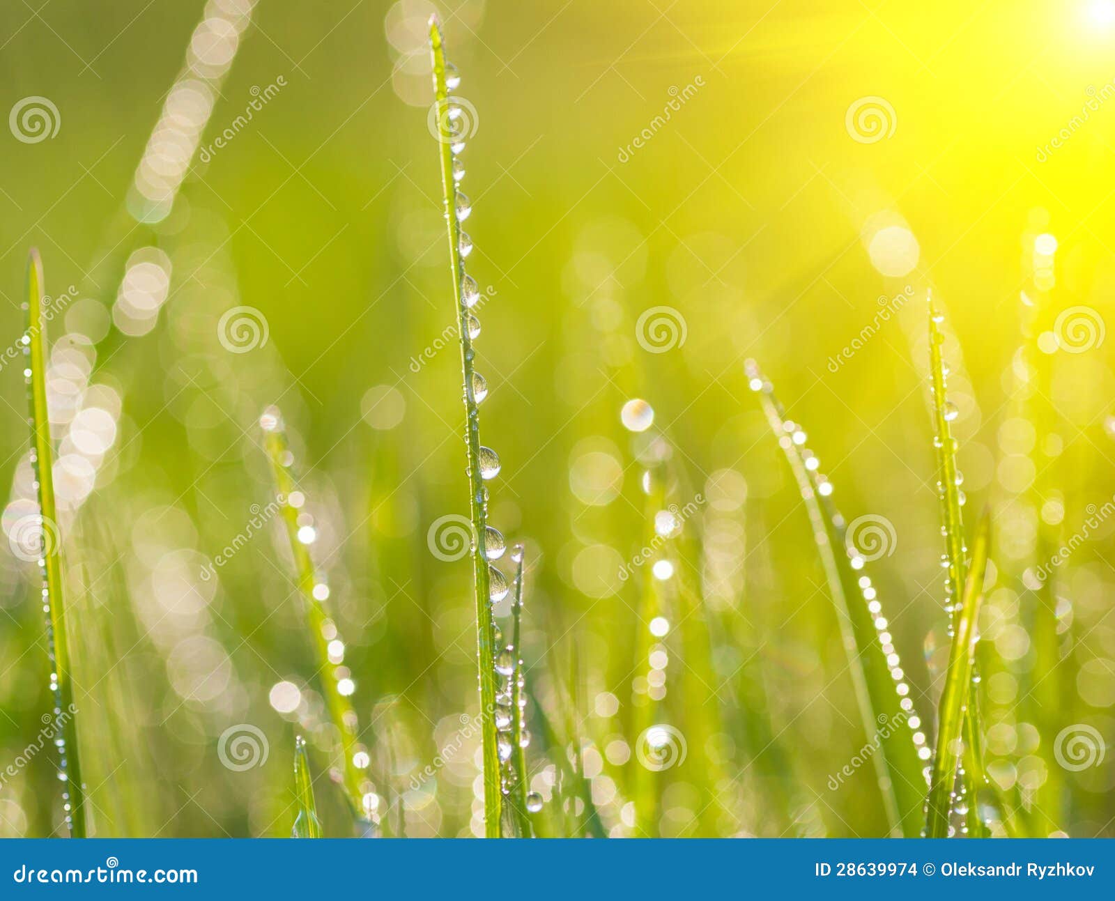 Fresh Morning Dew on Spring Grass. Stock Photo - Image of pollution ...