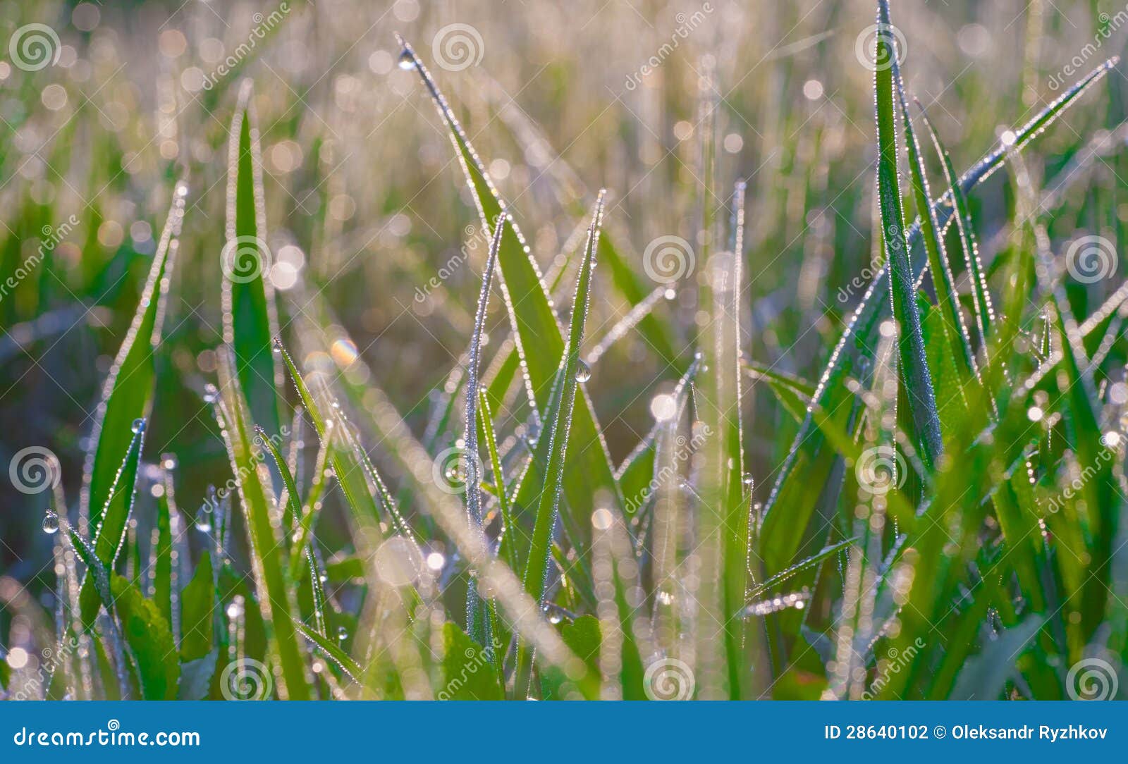 Fresh Morning Dew on Spring Grass. Stock Photo - Image of nature ...