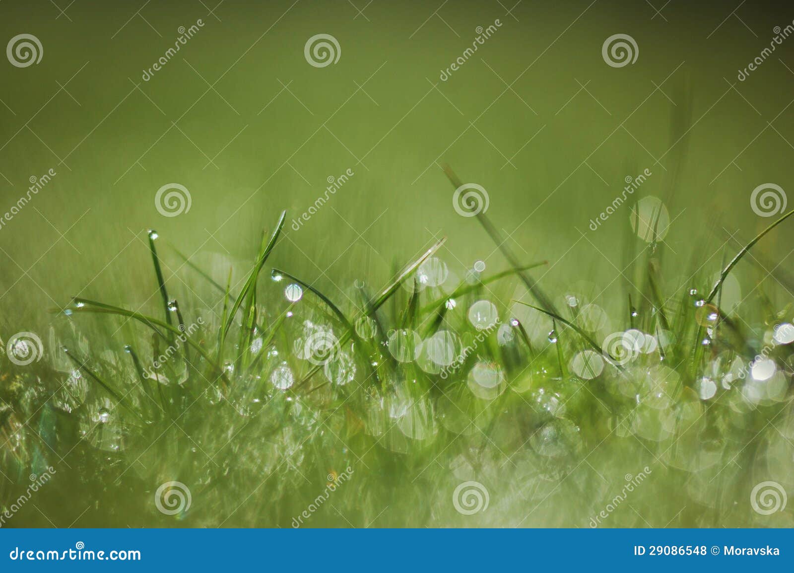 Fresh Morning Dew on Spring Grass Stock Photo - Image of bright, liquid ...