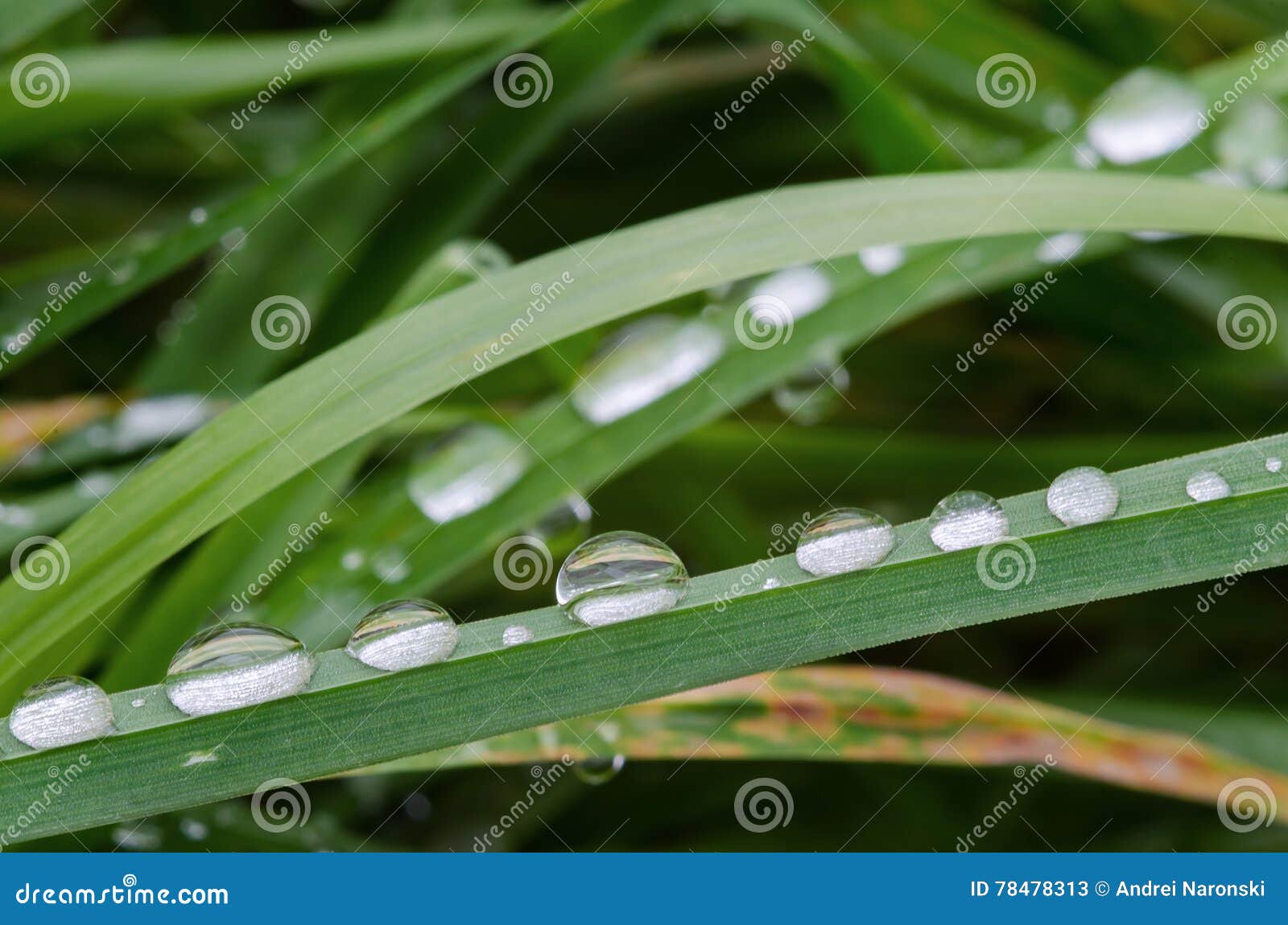 Fresh Morning Dew on Spring Grass, Close Up Macro View Stock Image ...