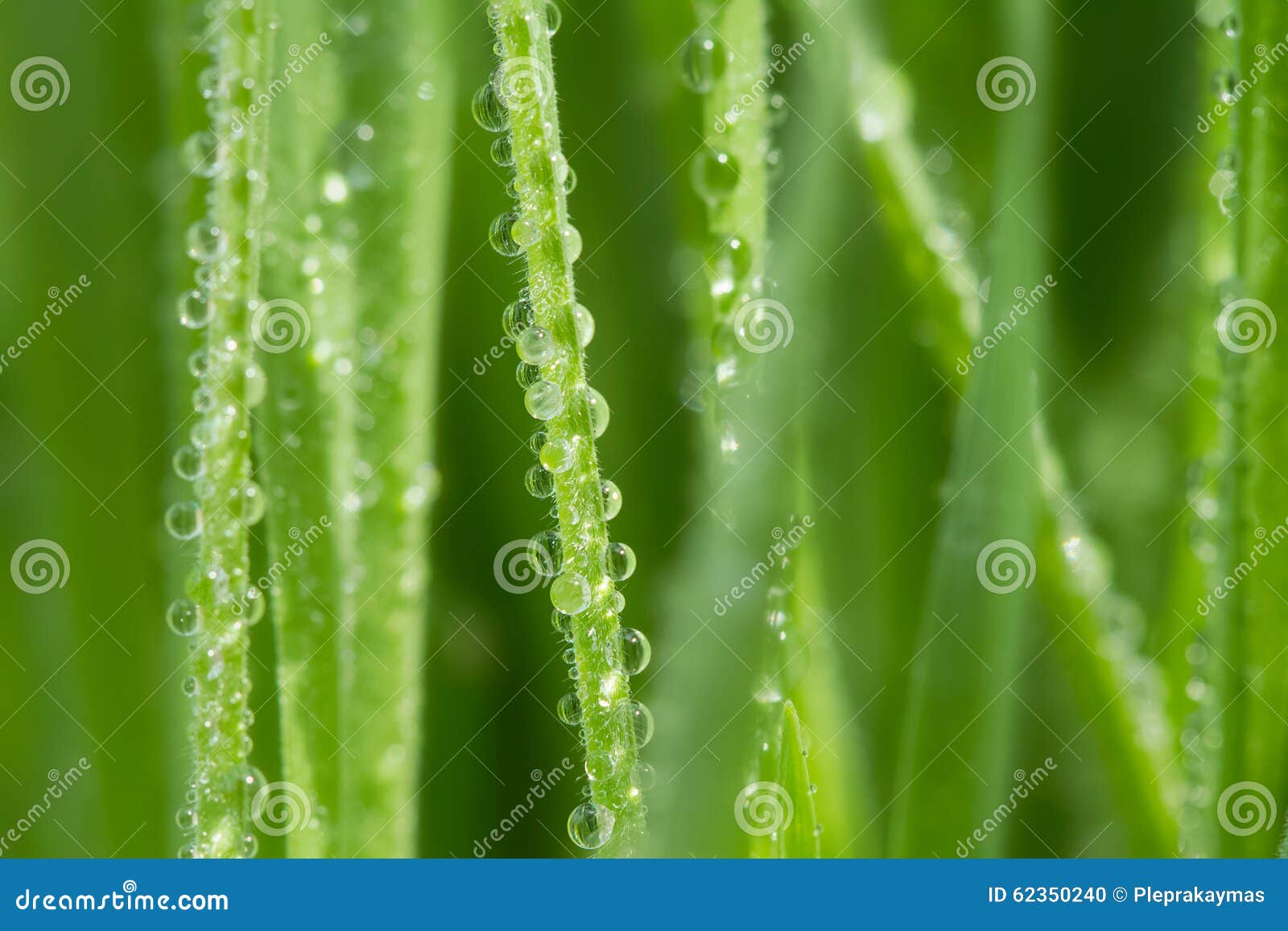 Fresh Morning Dew on Spring Grass Stock Photo - Image of plant, green ...