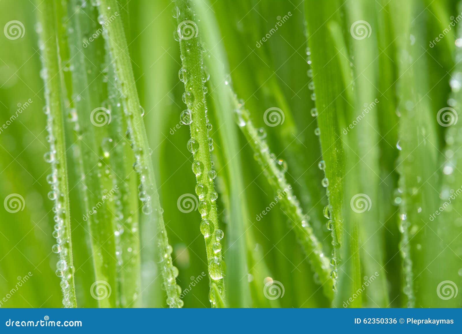 Fresh Morning Dew on Spring Grass Stock Photo - Image of tender, grassy ...