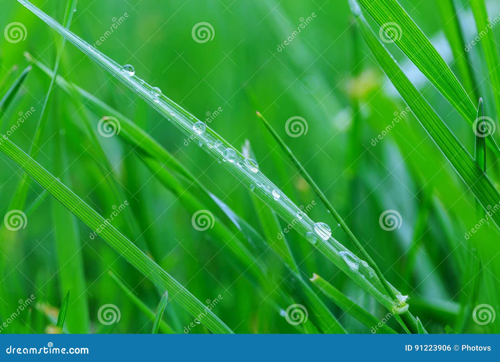 Fresh Morning Dew on Spring Grass, Natural Background - Close Up Stock ...